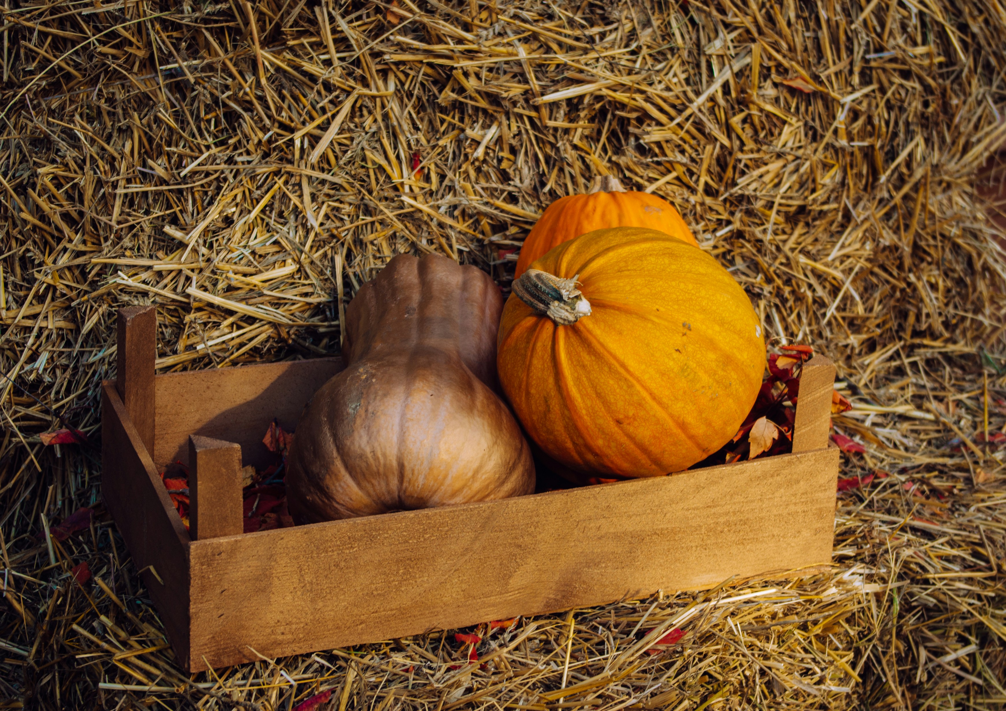 Sunlit Rustic Pumpkin Crate Resting on Straw