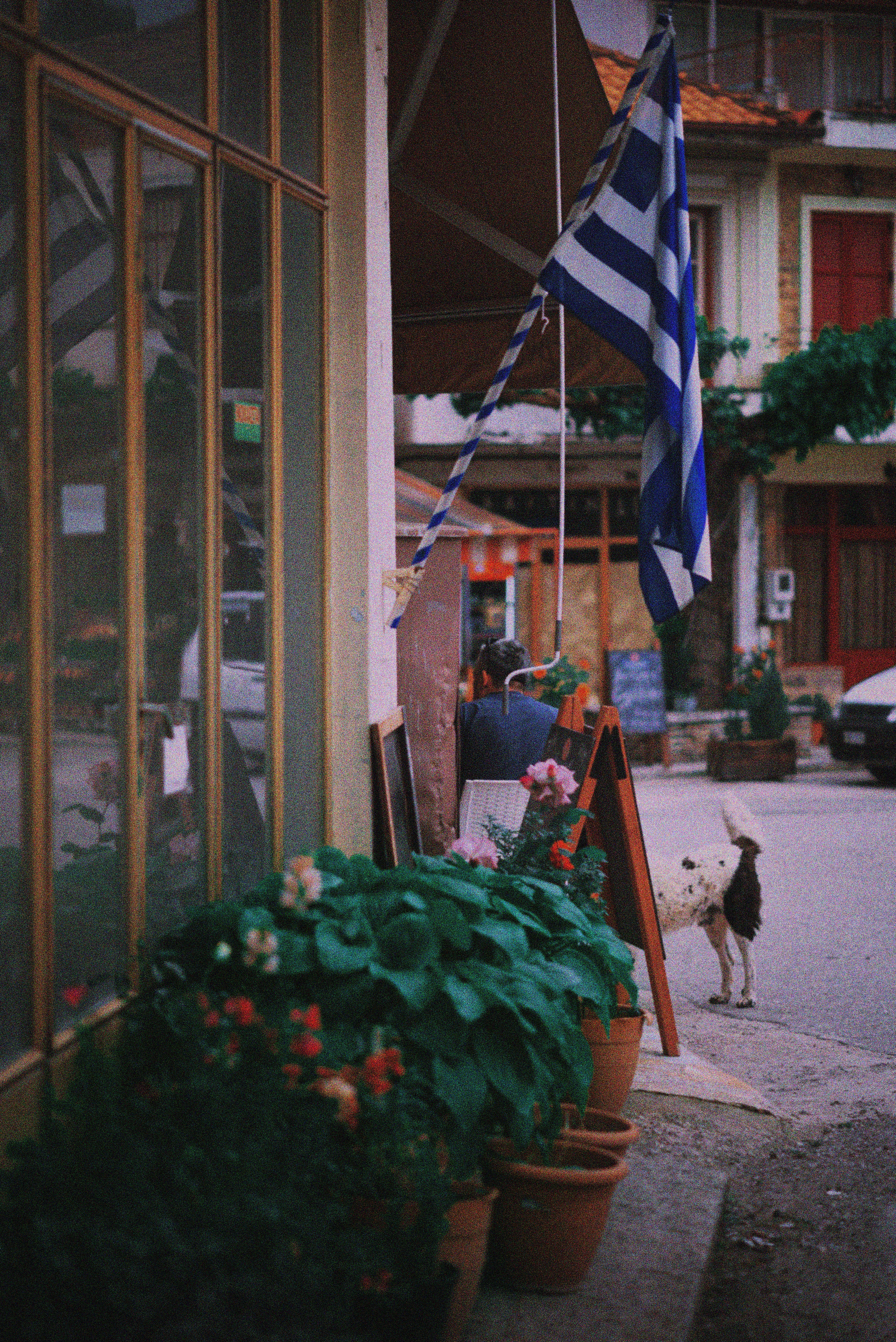 Greek Flag, Green Pots, and a Street Dog: Quiet City Corner