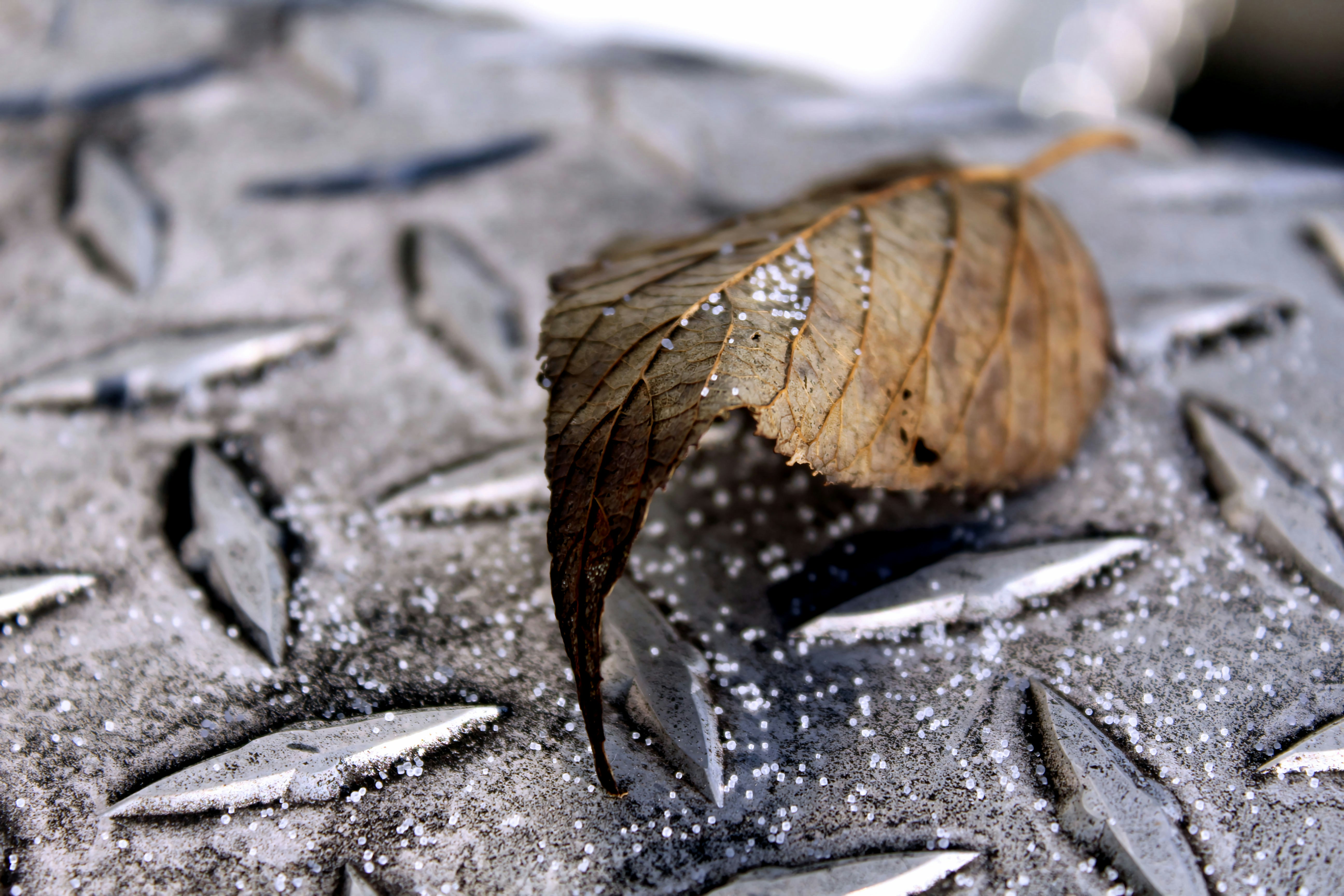 Autumn Brown Leaf Crisped on Frosted Diamond Plate