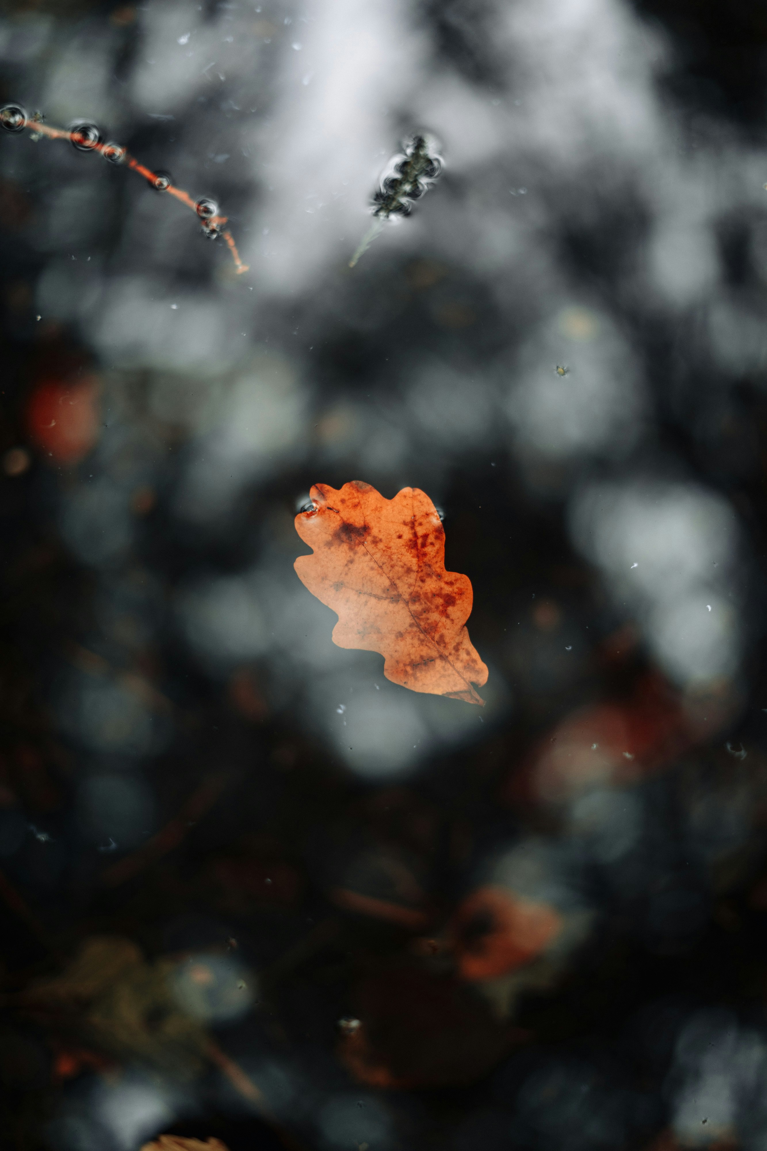 Autumn Leaf on a Rain-Kissed Window