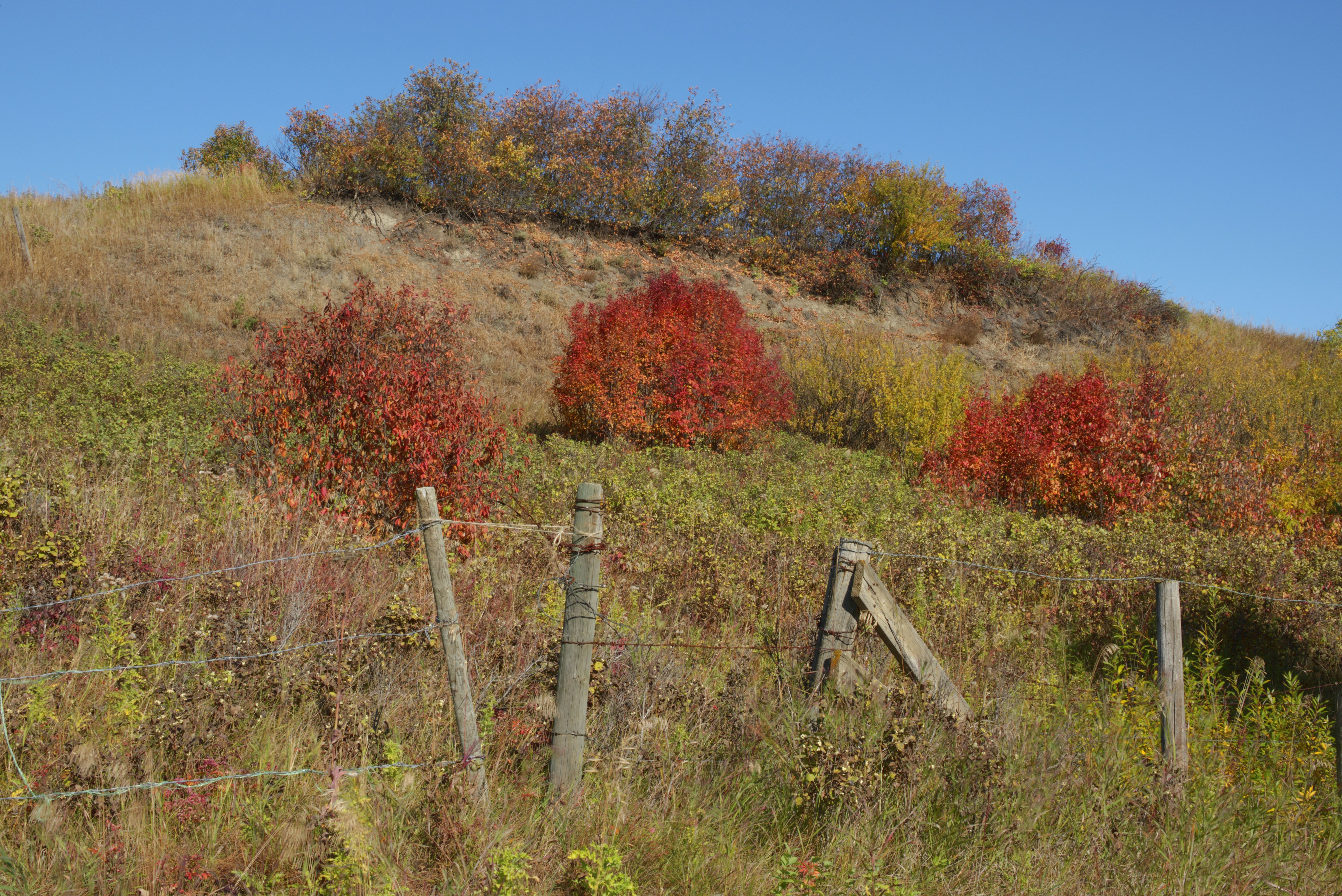 Crimson Foliage Framed by a Weathered Fence on a Sunlit Autumn Hill