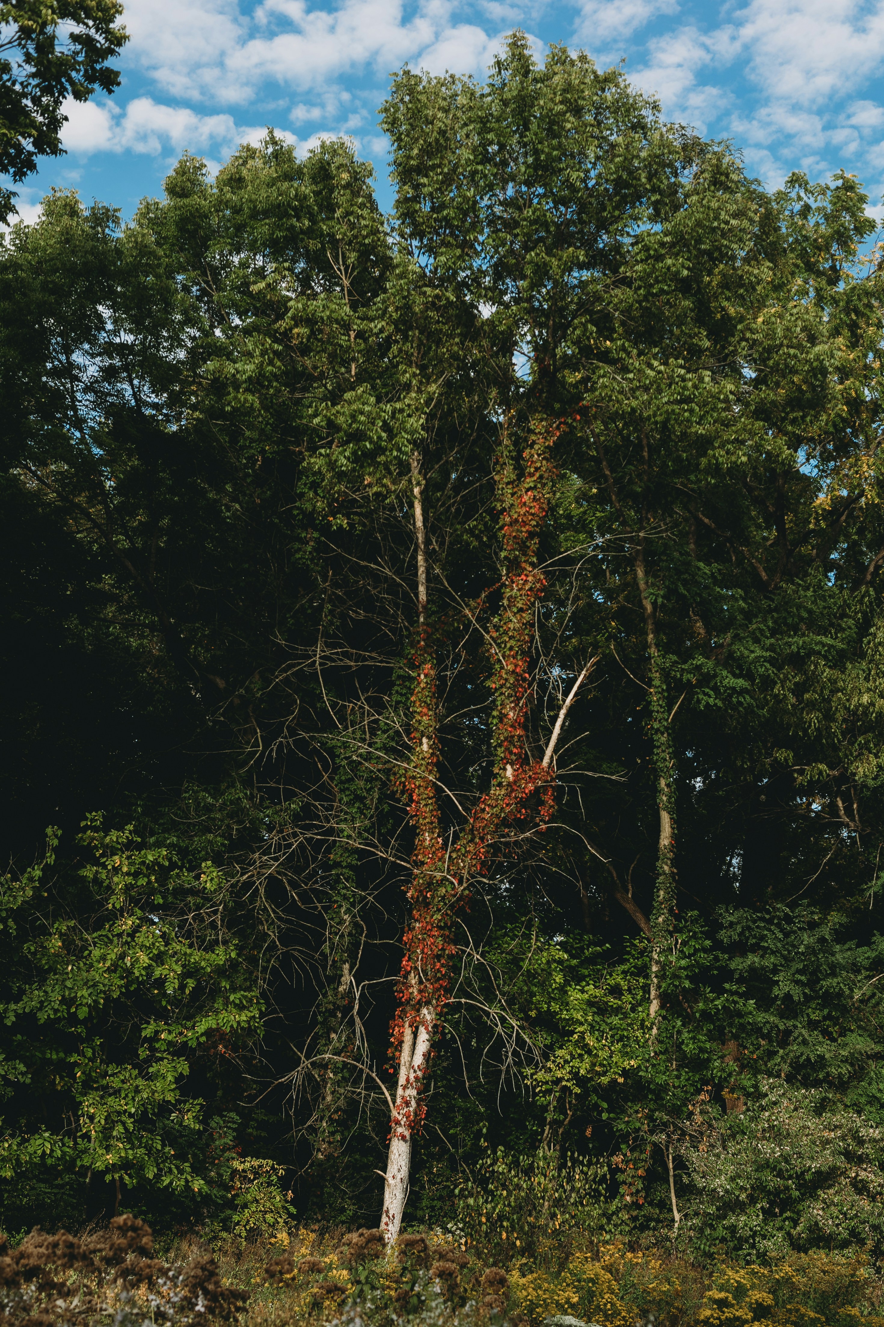 Vine-Clad Sentinel Rising from a Quiet Forest Trunk