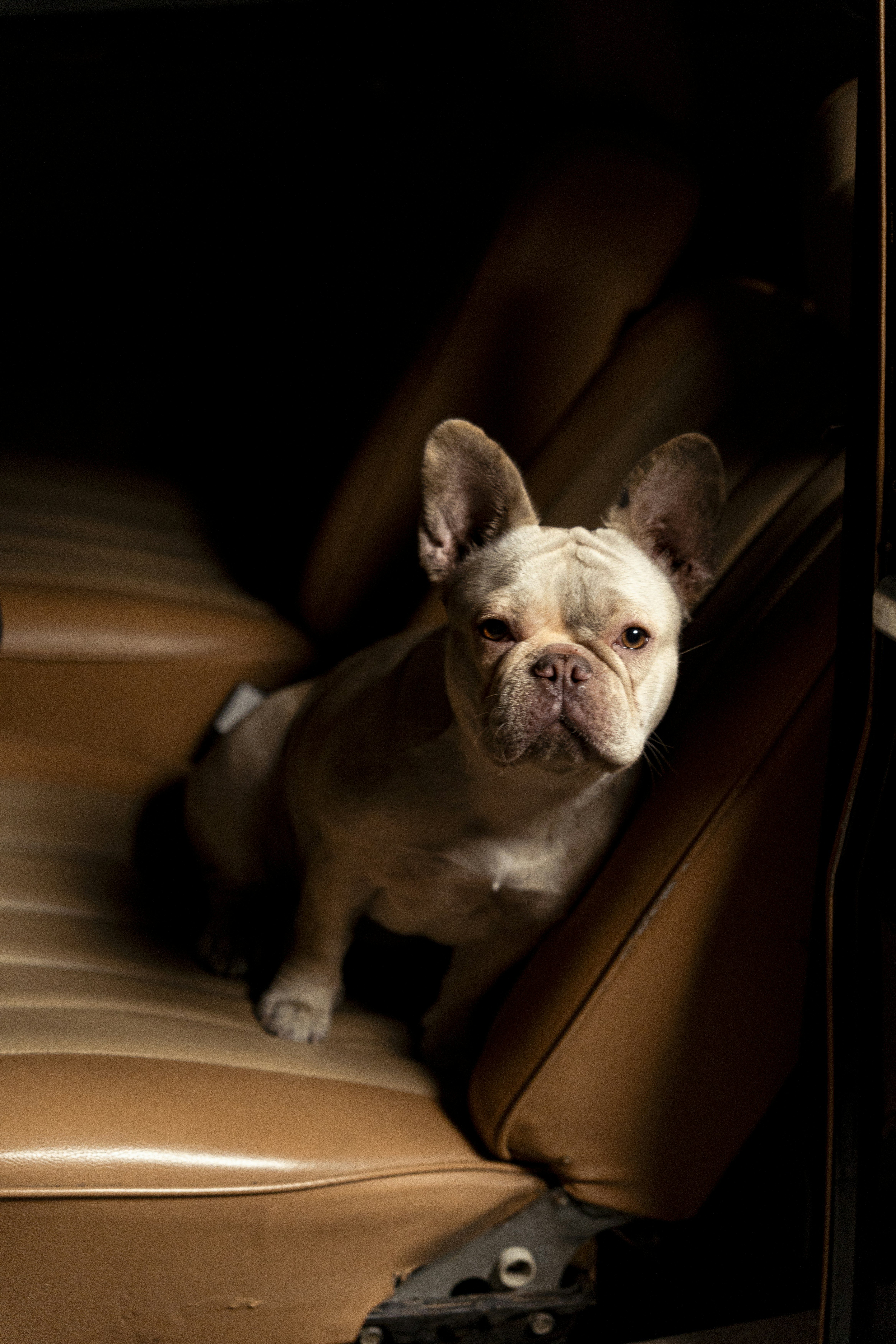 Amber-Sailed Seat: a French Bulldog in the Car's Quiet Light