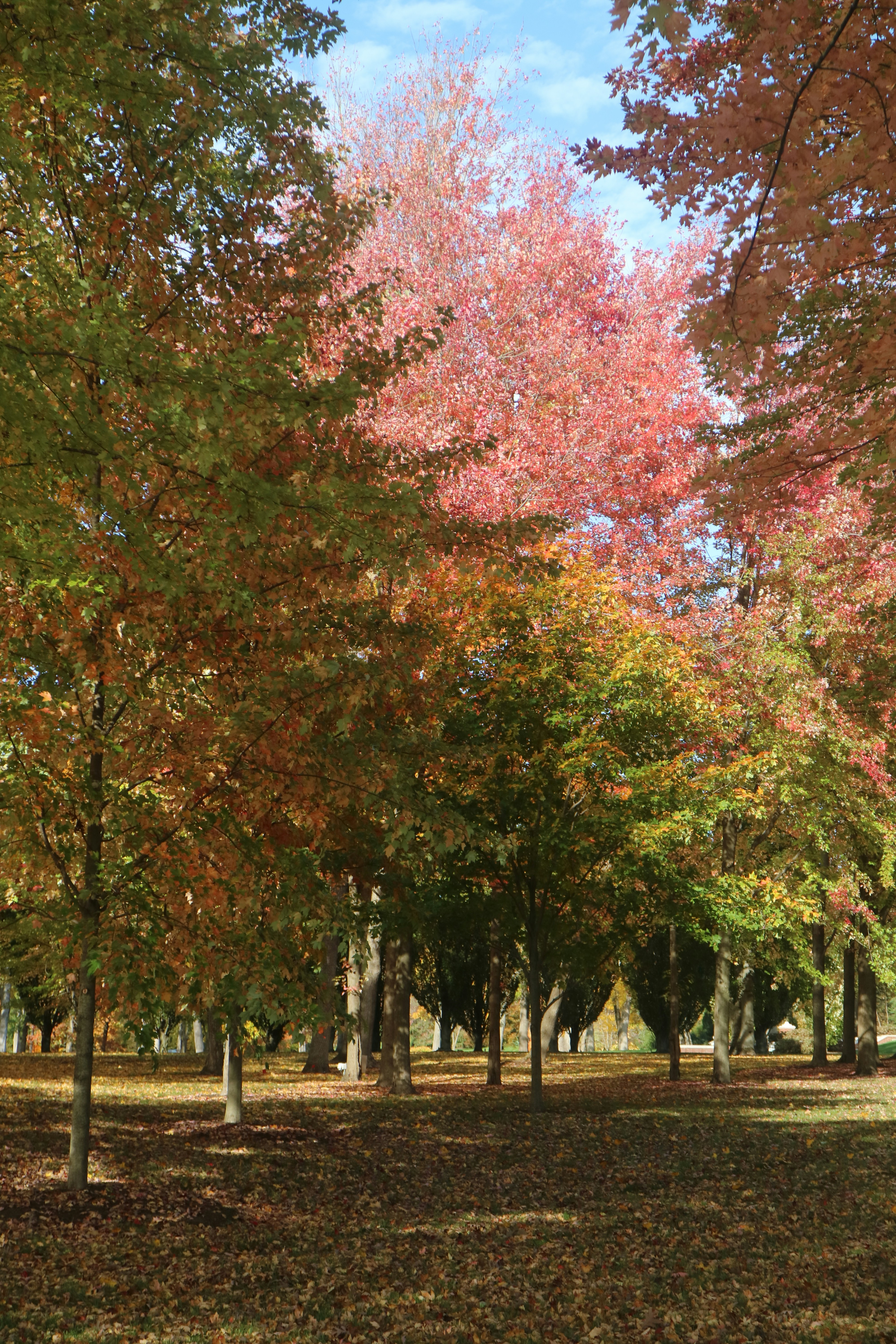 Photo by Vincent Yuan @USA with Canon EOS M3