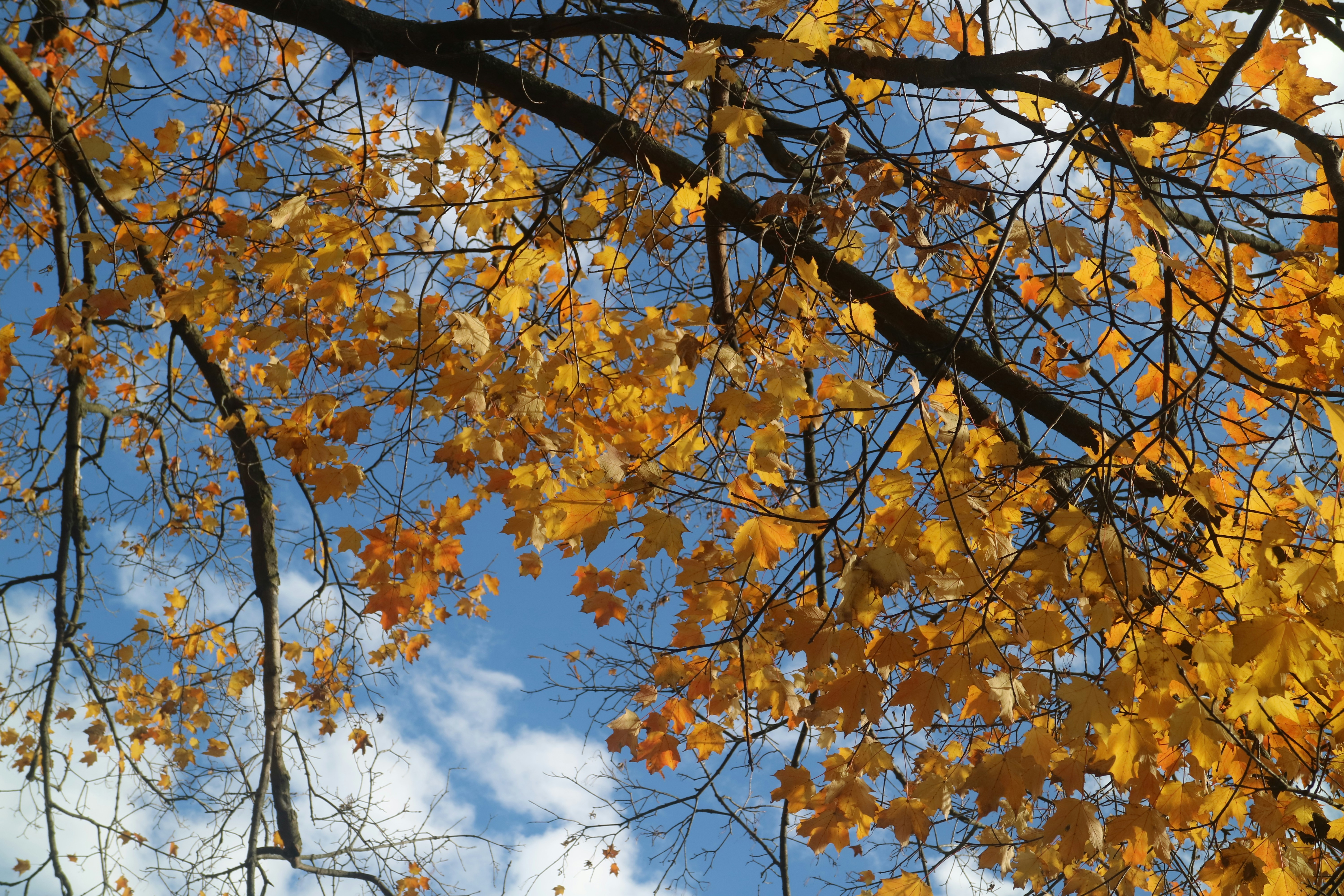 a tree with yellow leaves and blue sky in the background