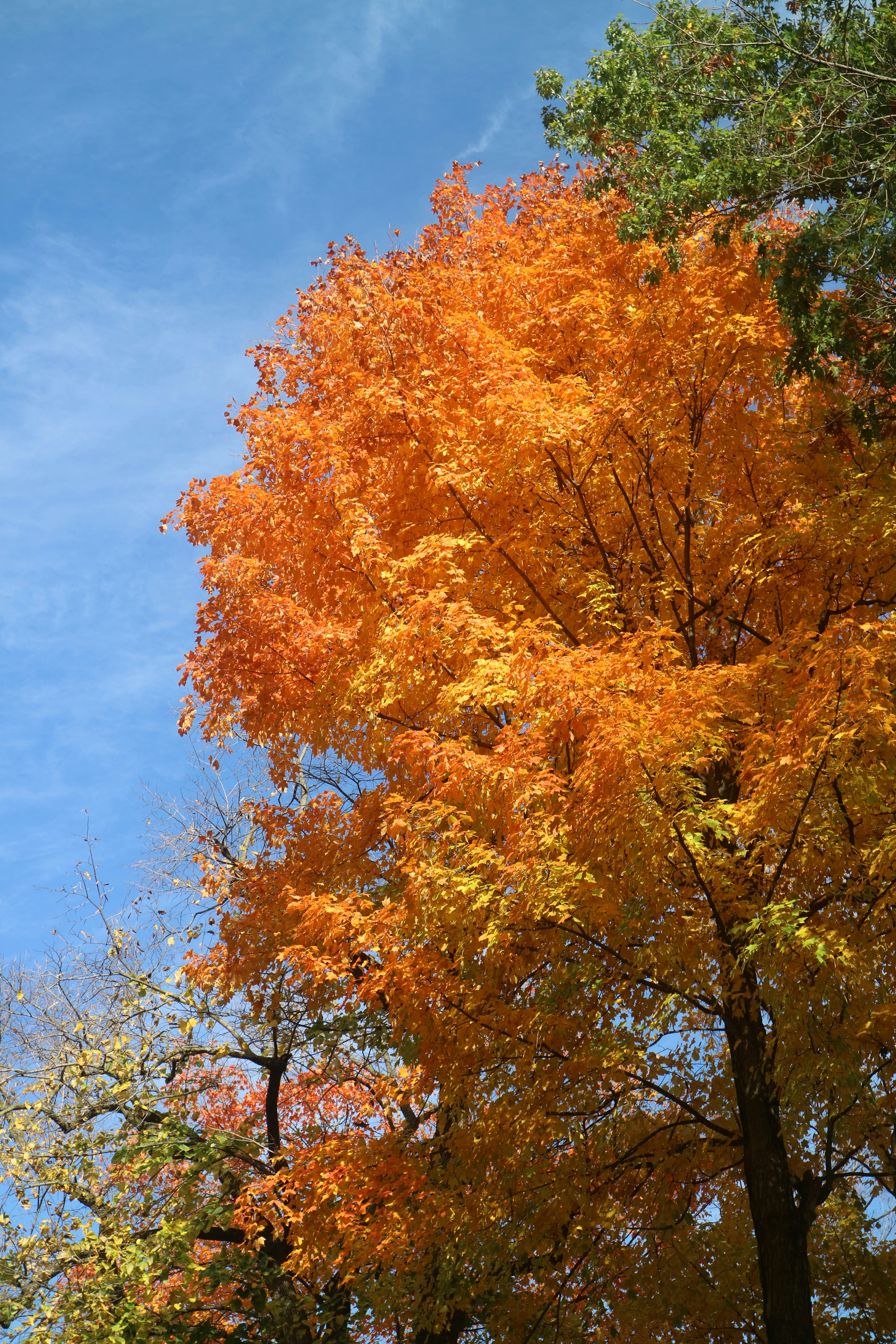 a tree with orange leaves and a blue sky in the background