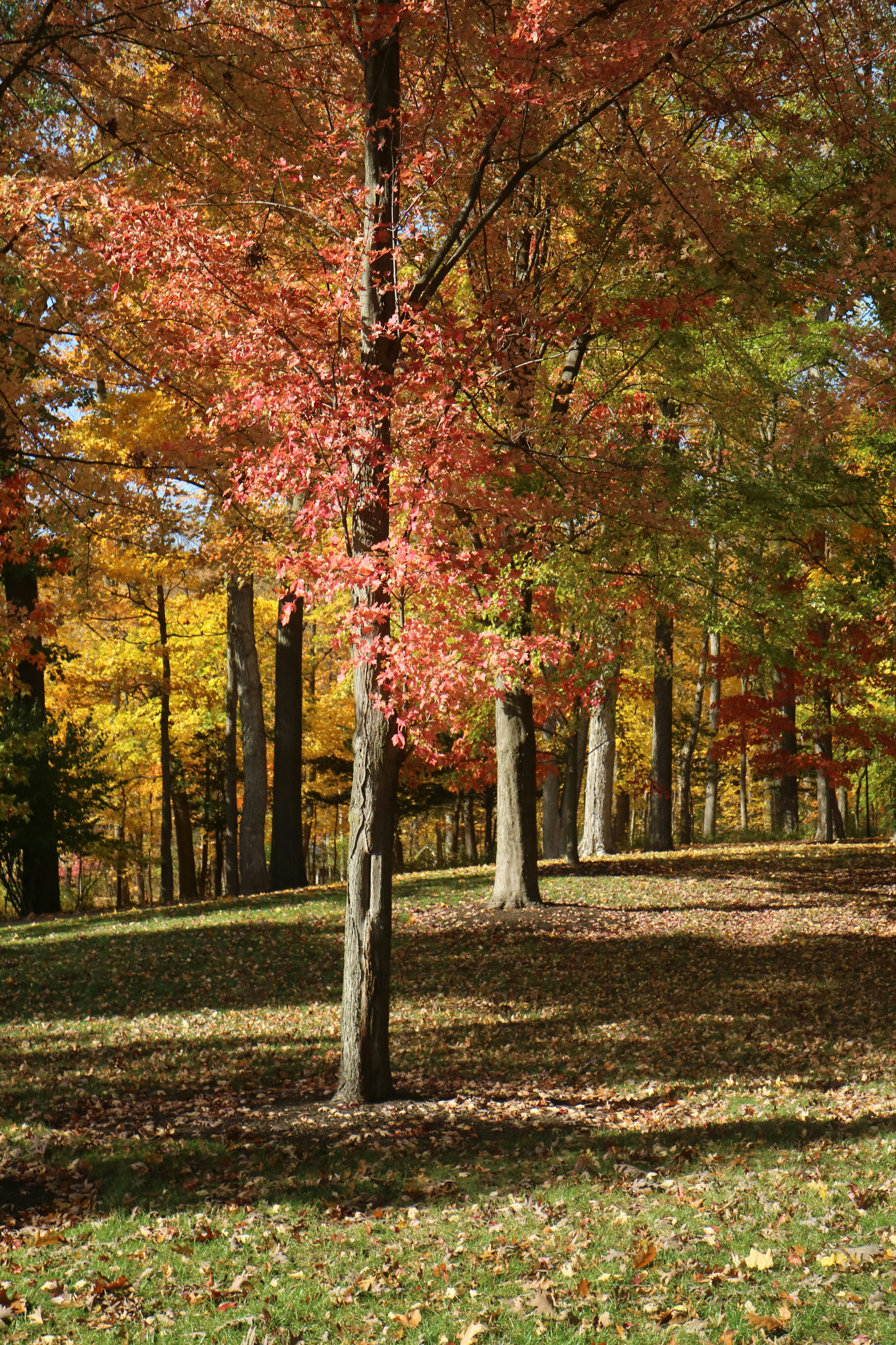 Vibrant autumn foliage blankets the forest floor, with a striking red tree standing tall among a spectrum of fall colors.