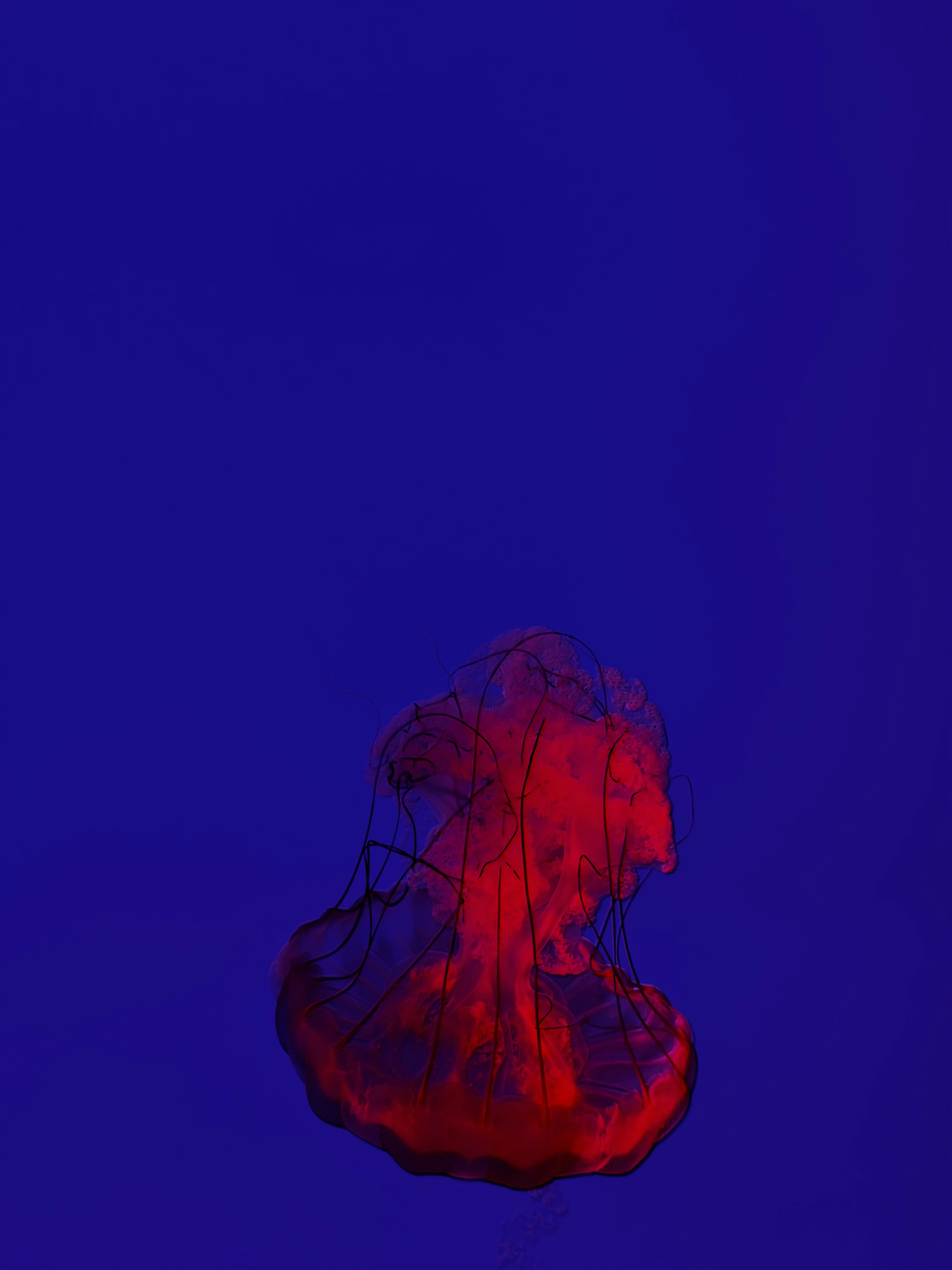 Carlos Barrios Cuervo (@carlosbarrioscu) | Komunitas Foto Unsplash