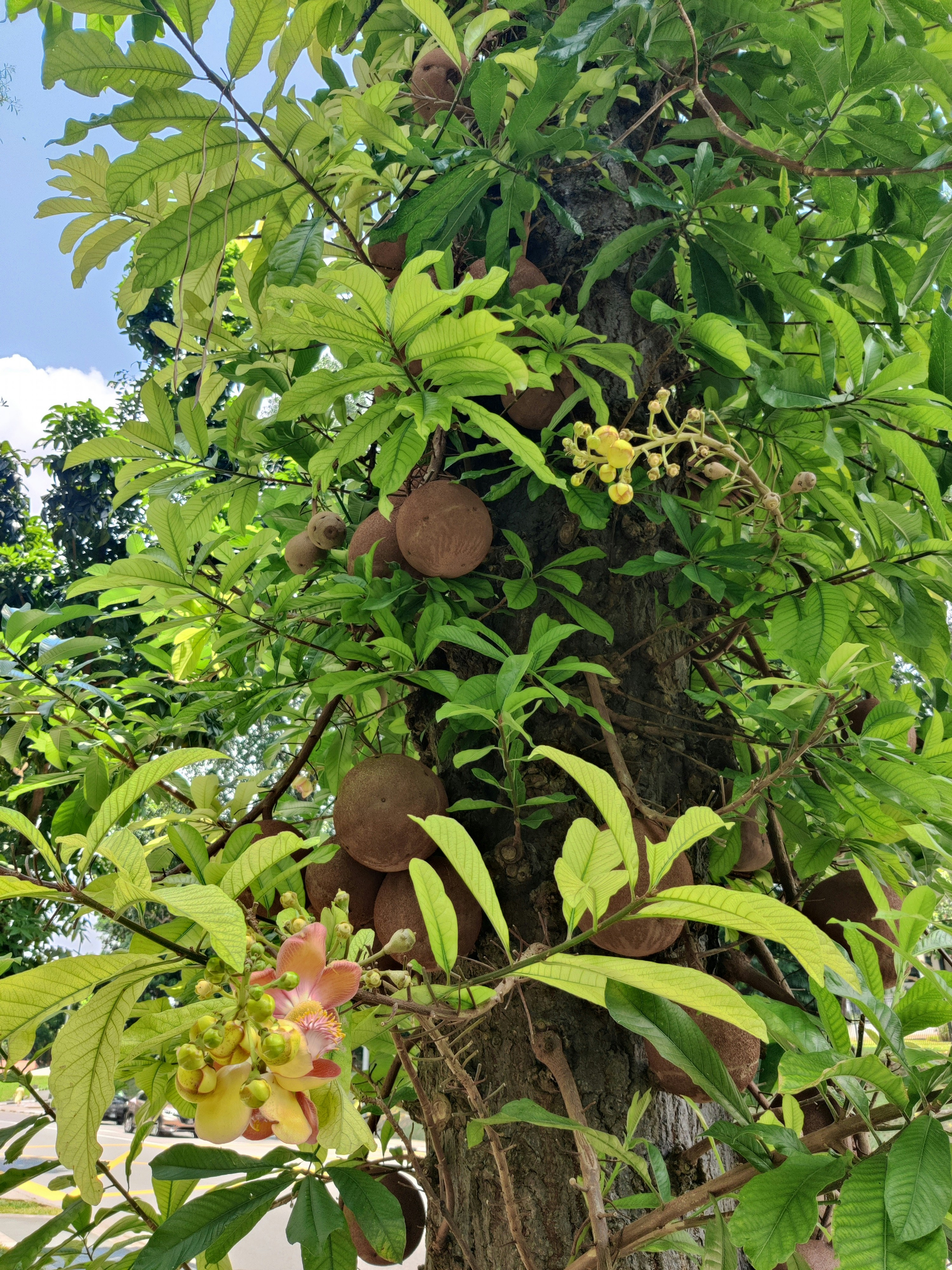 Ripe loquats cling to a rough tree trunk beneath bright green leaves, with a cluster of peachy-pink blossoms in the lower foreground.
