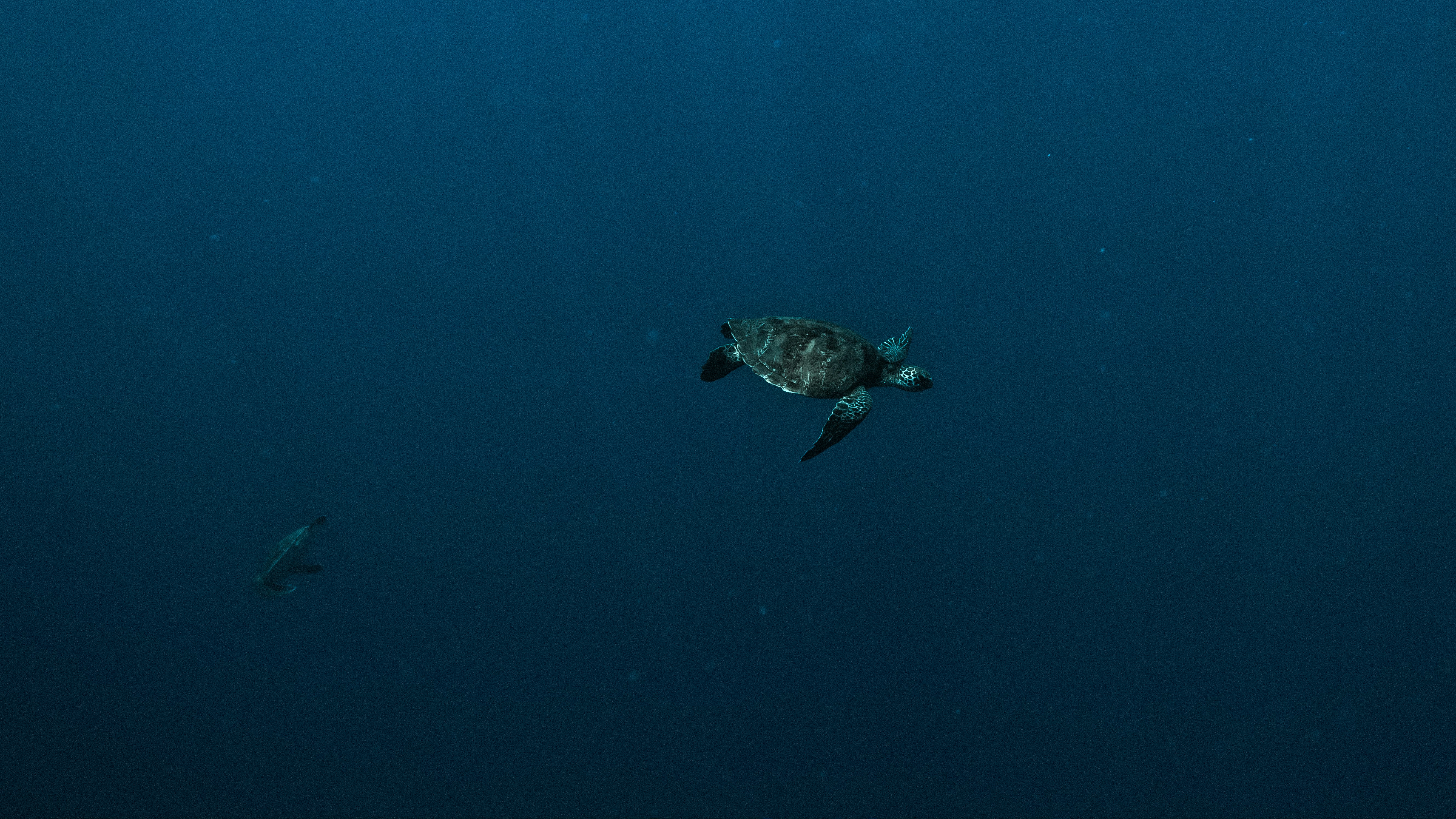 999+ Deep Ocean Pictures | Download Free Images on Unsplash