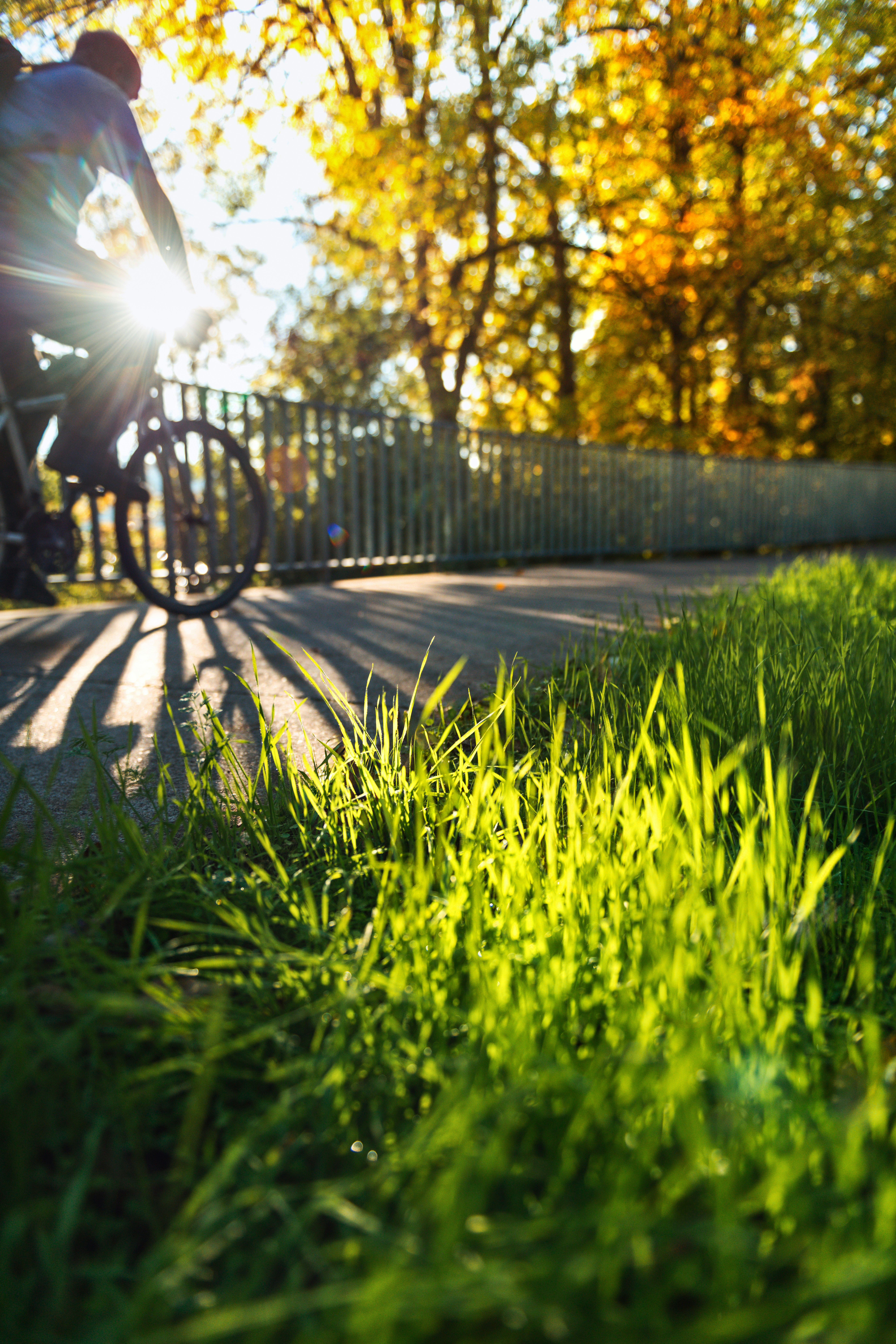 A cyclist rides along a sunlit path, surrounded by vibrant autumn foliage and lush green grass. The sunlight creates a warm glow, enhancing the scene's tranquility.