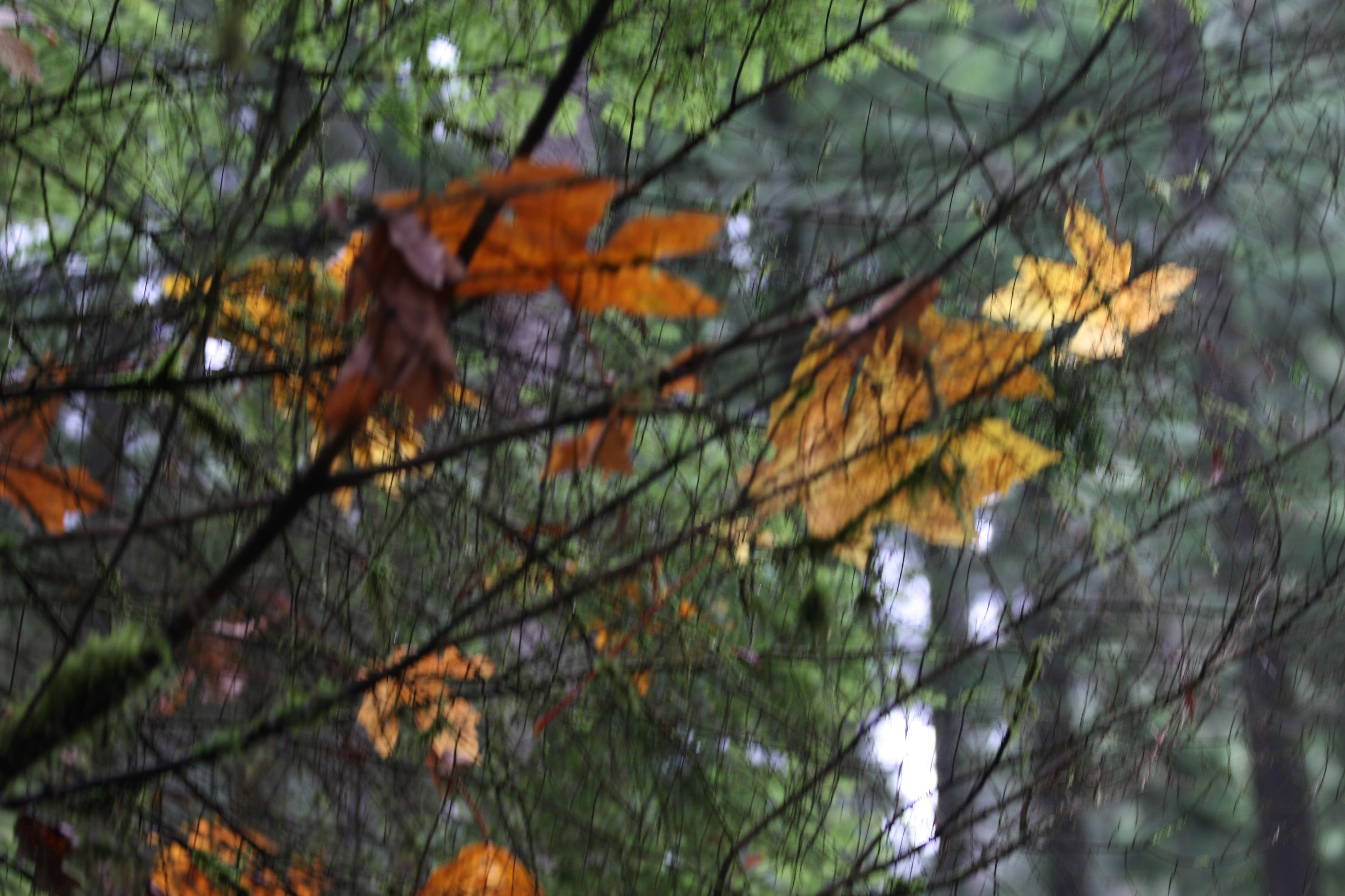 Autumn leaves dappled with rain hang delicately in a misty forest.