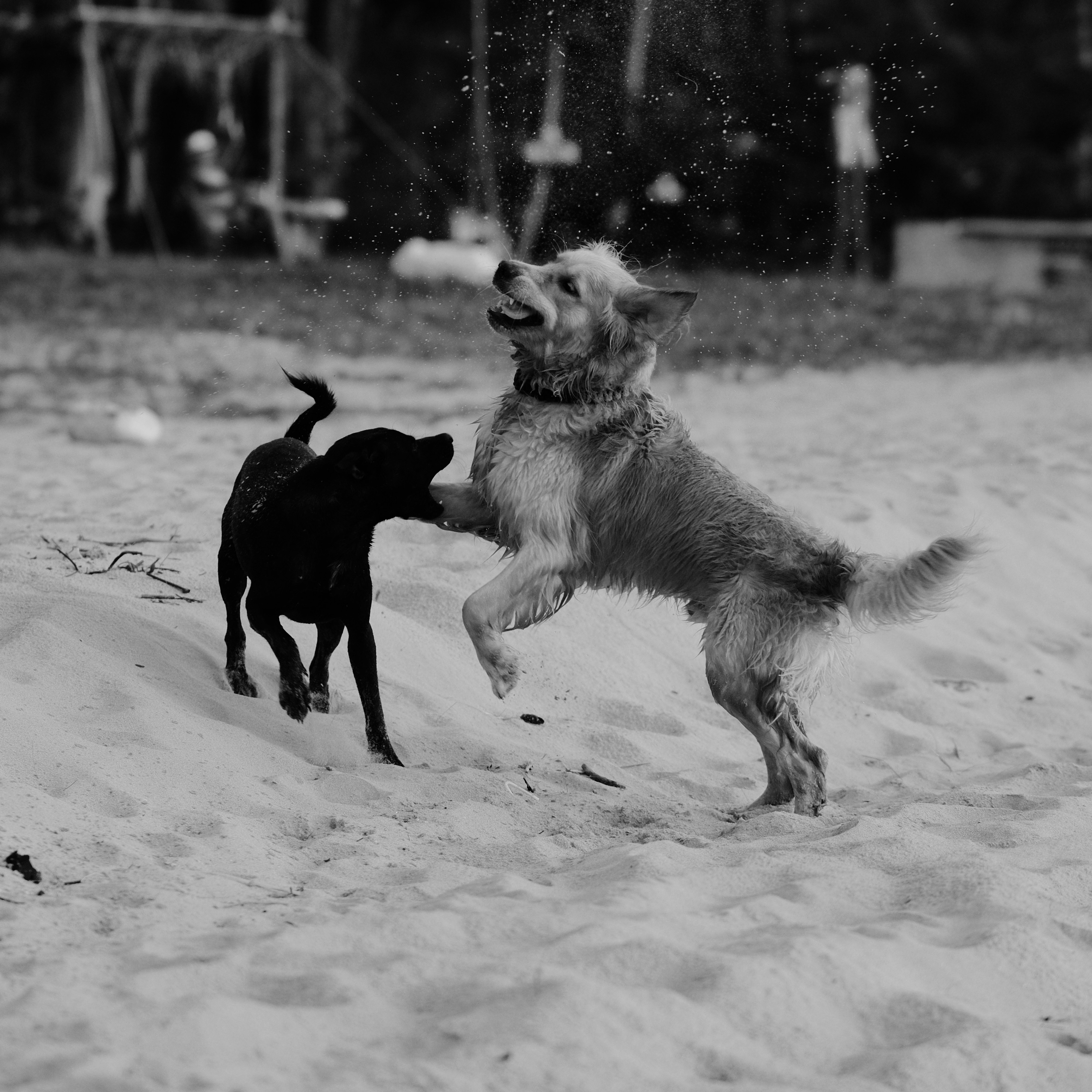 Un perro negro y un perro blanco jugando en la arena foto – Imagen de Perro gratuita en Unsplash