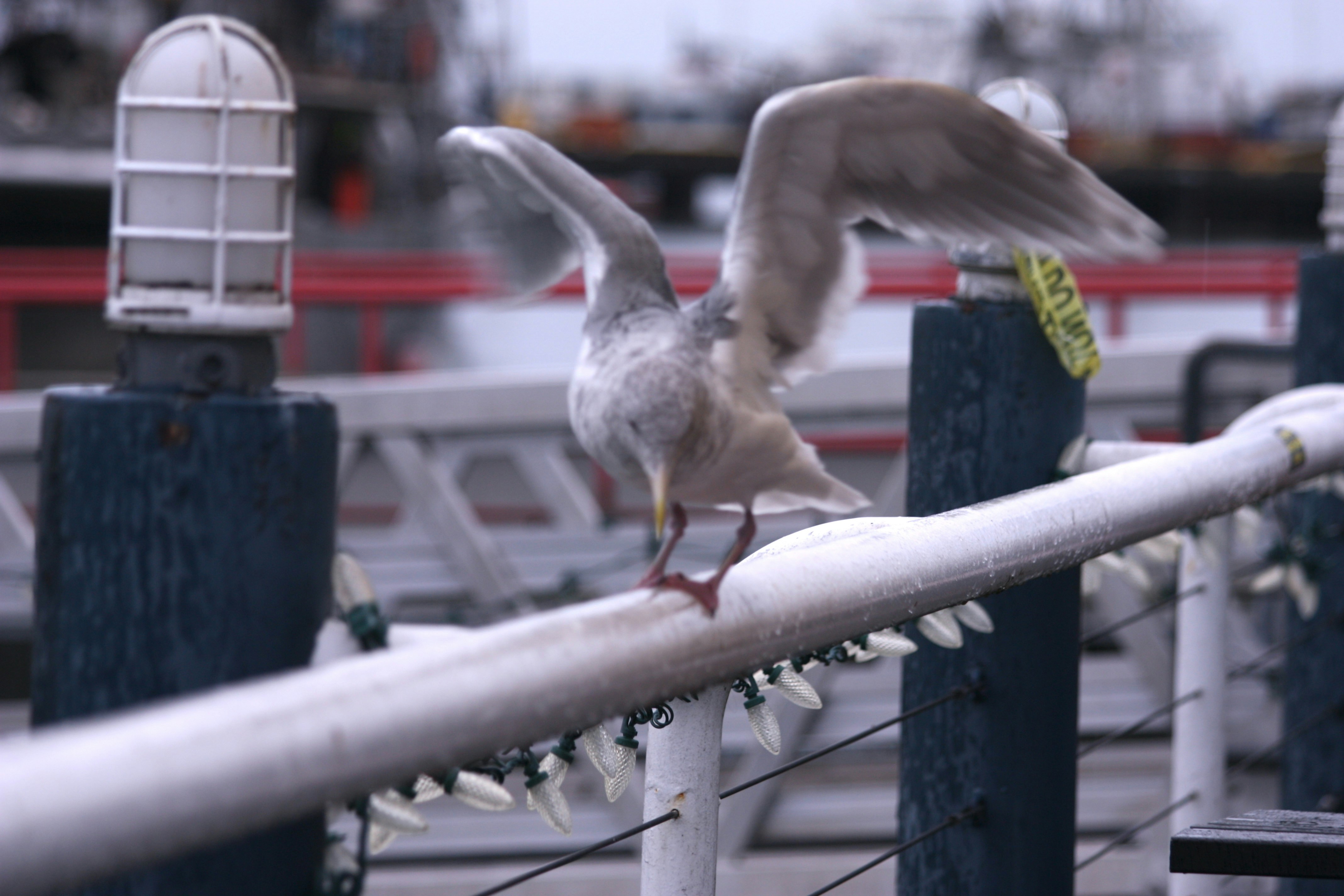 Winged Landing: A Seagull Reaches for the Rail at Hafen Pier