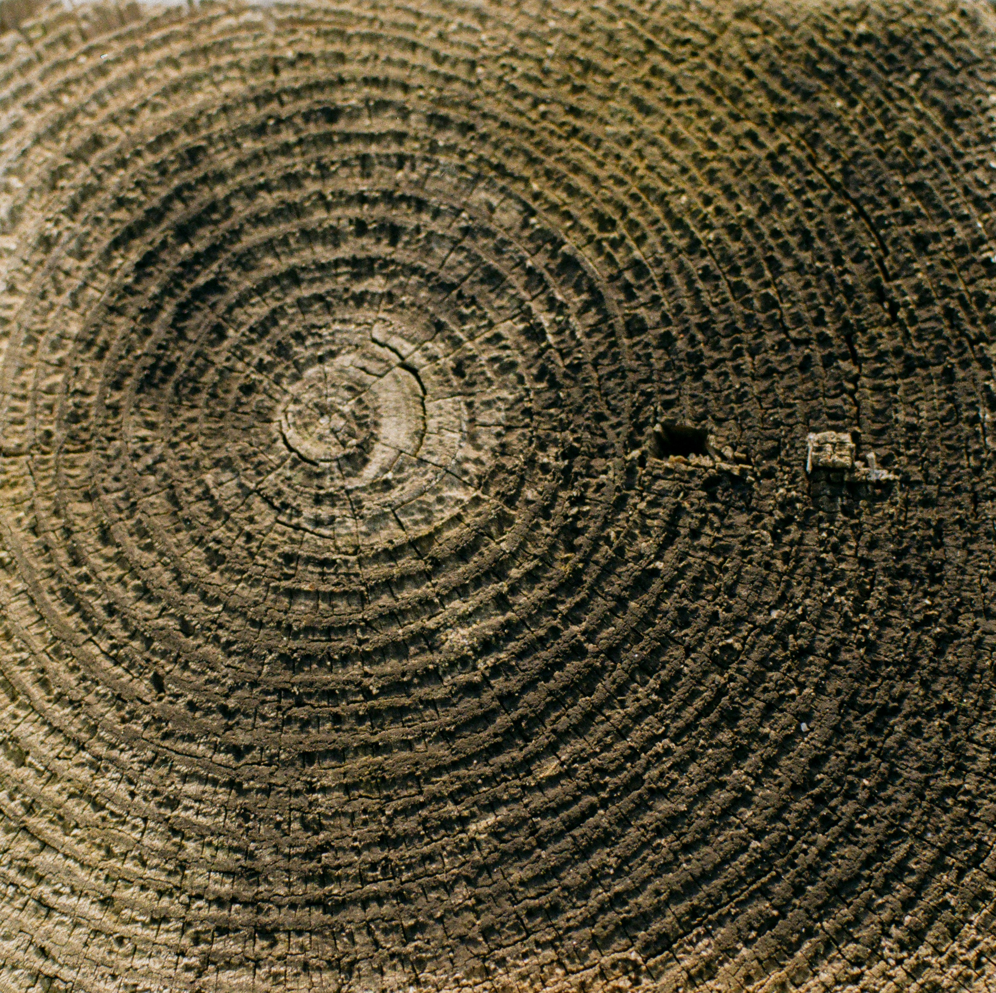A close up of a tree stump with a circular design photo – Free Film ...