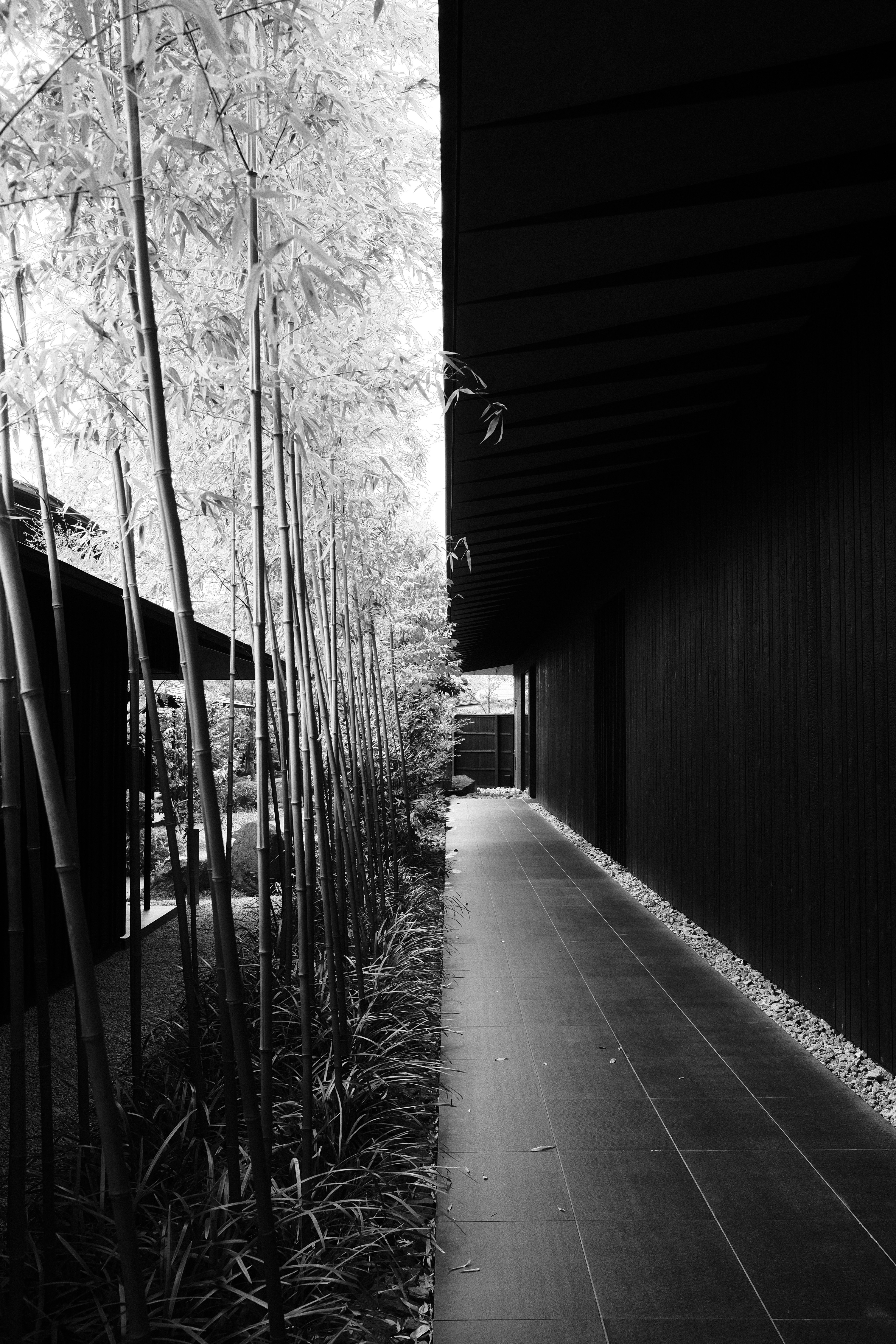 Monochrome Corridor: Bamboo Alley Toward a Quiet Exit