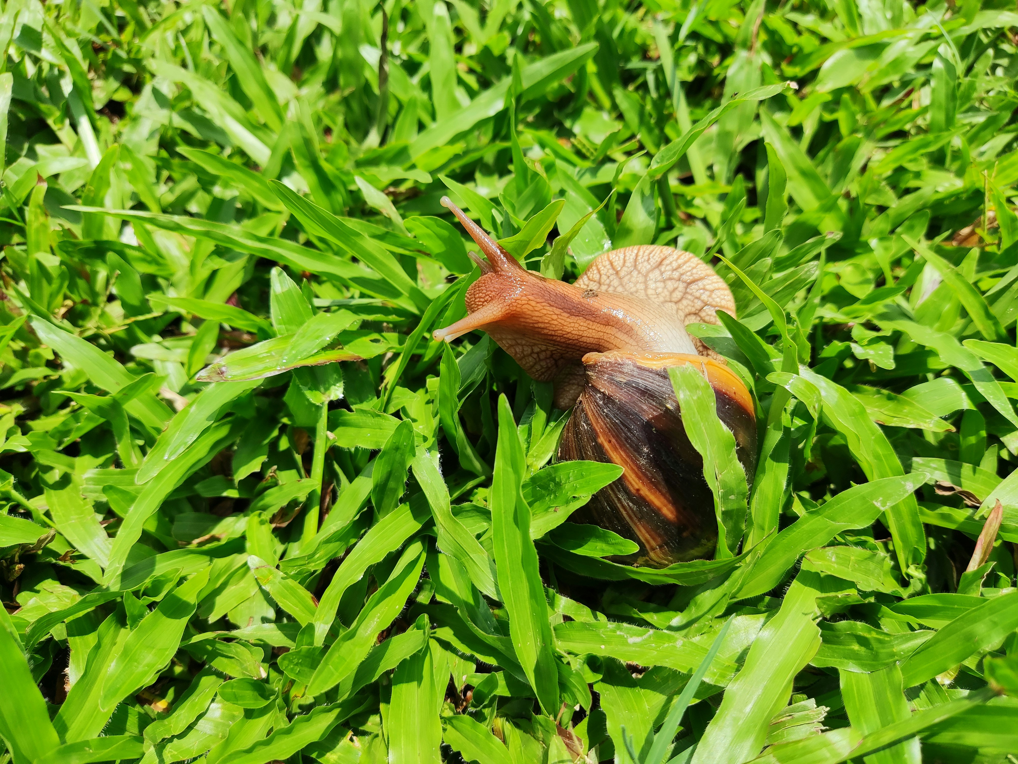 There are many snails in the park after the rain.