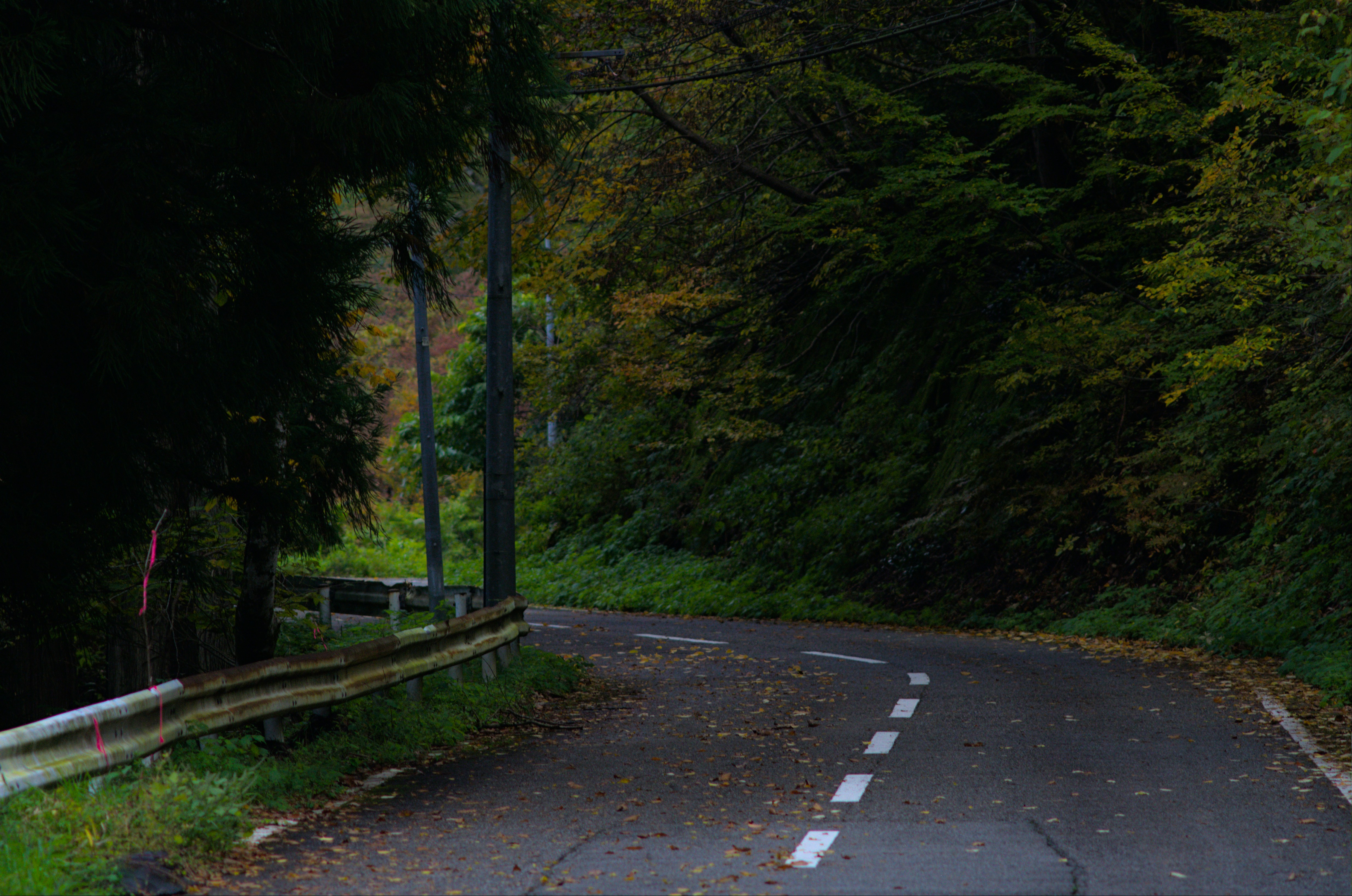 Curved road flanked by a wooden fence and dense forest foliage.