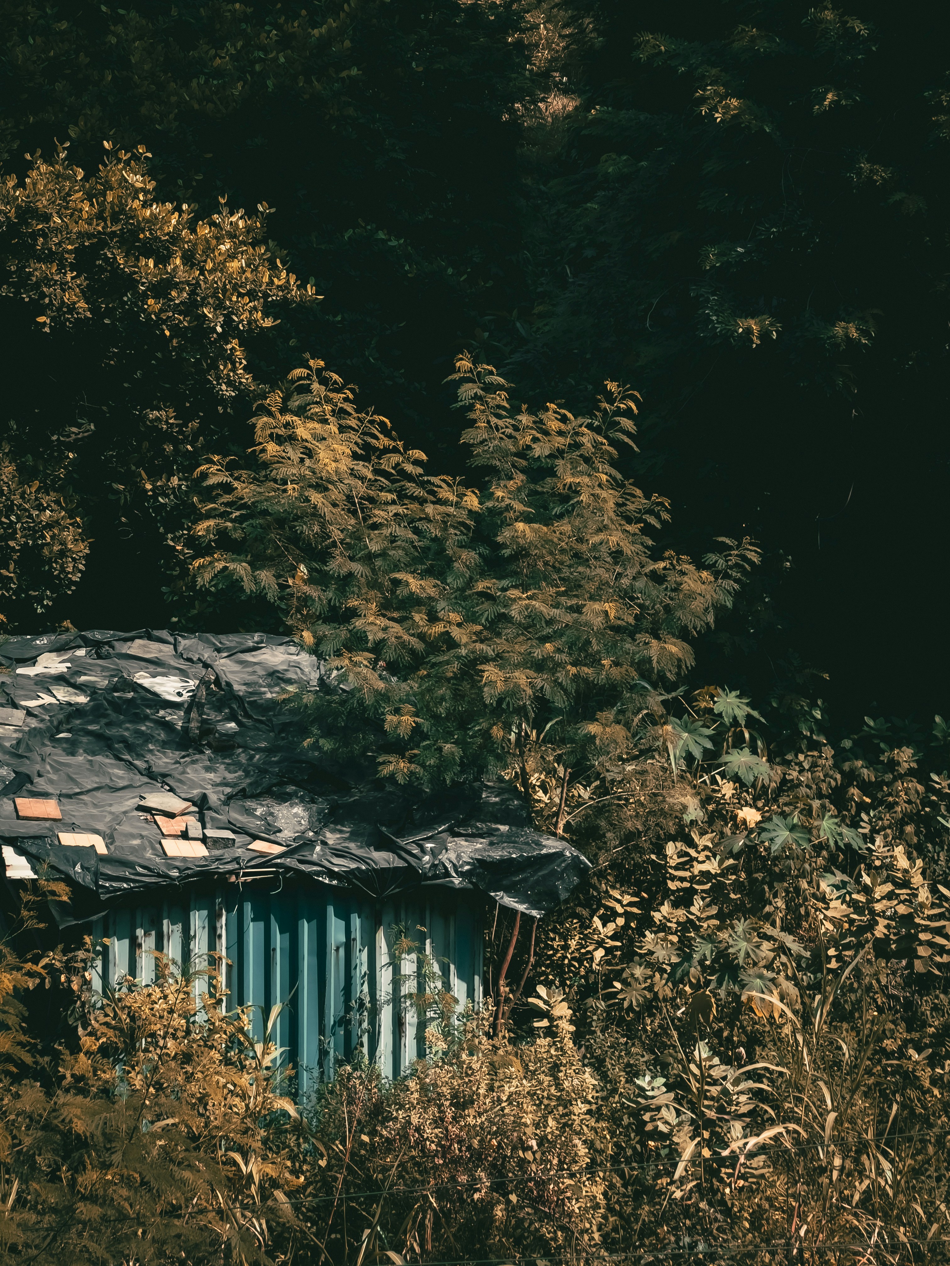 A shack in the woods with a tarp on top of it photo – Free Outdoors ...