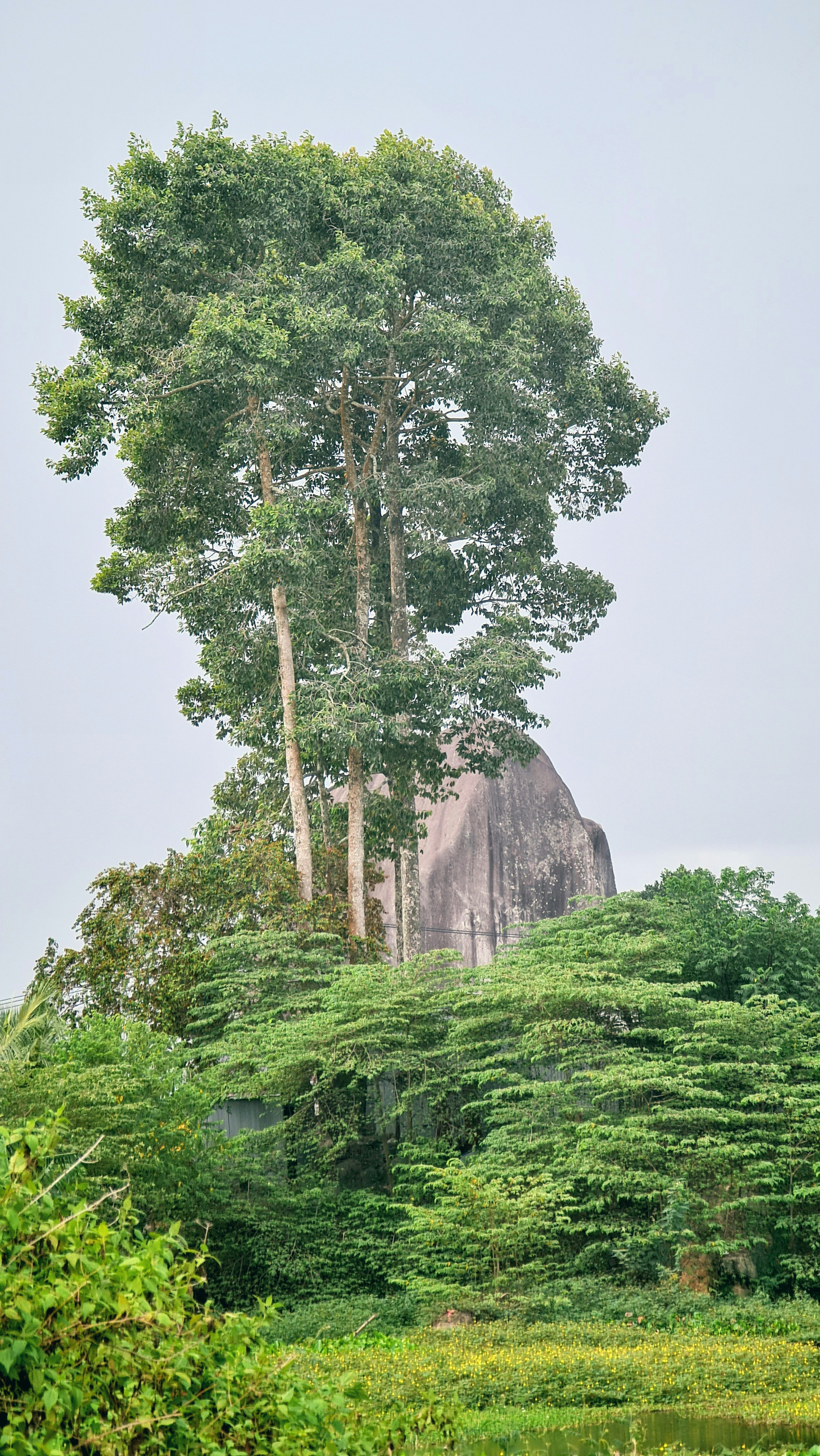 Verdant Sentinel on Stone: A Tall Tree Rising from a Rocky Outcrop