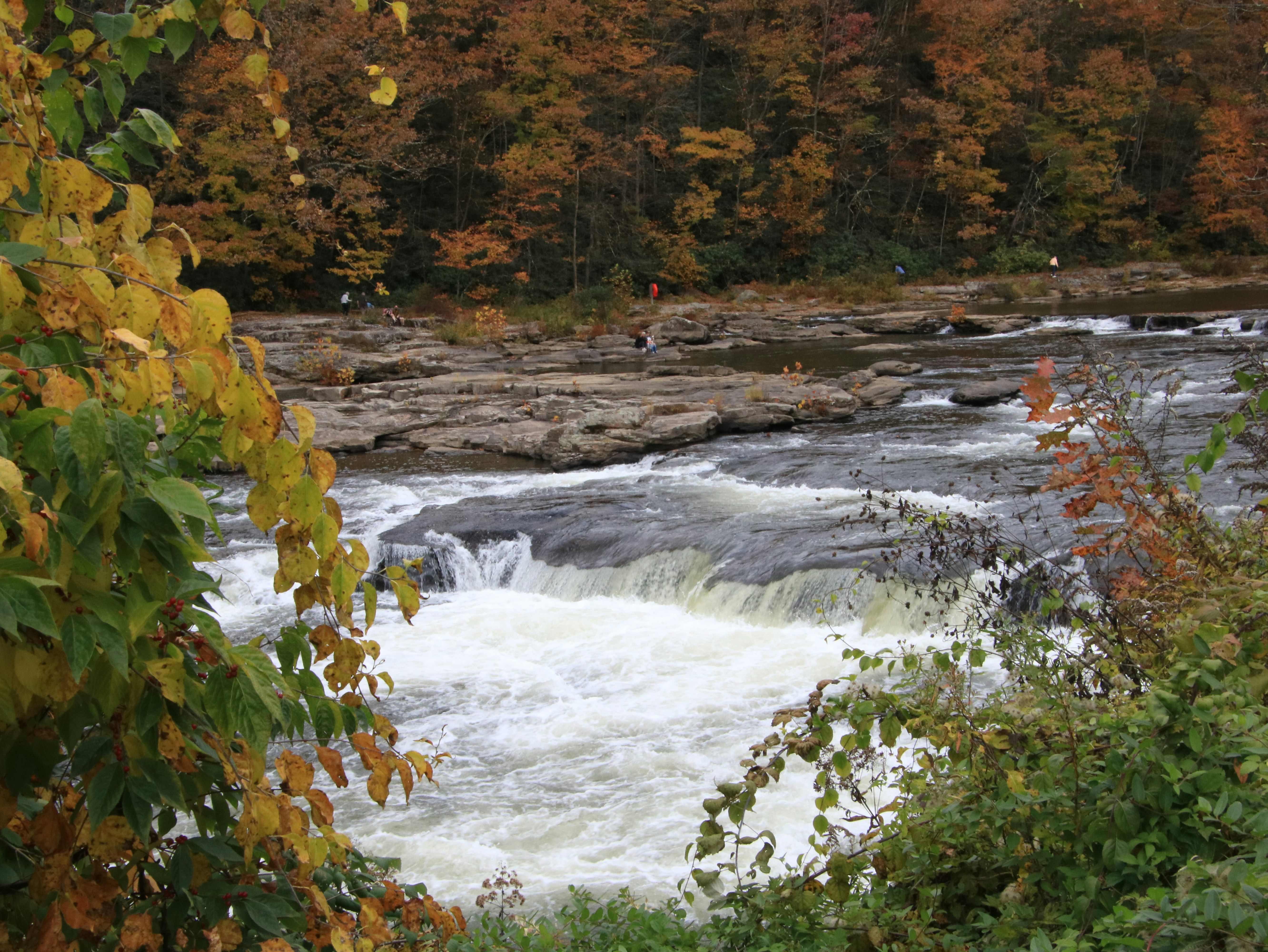 A river running through a forest filled with lots of trees photo – Free ...