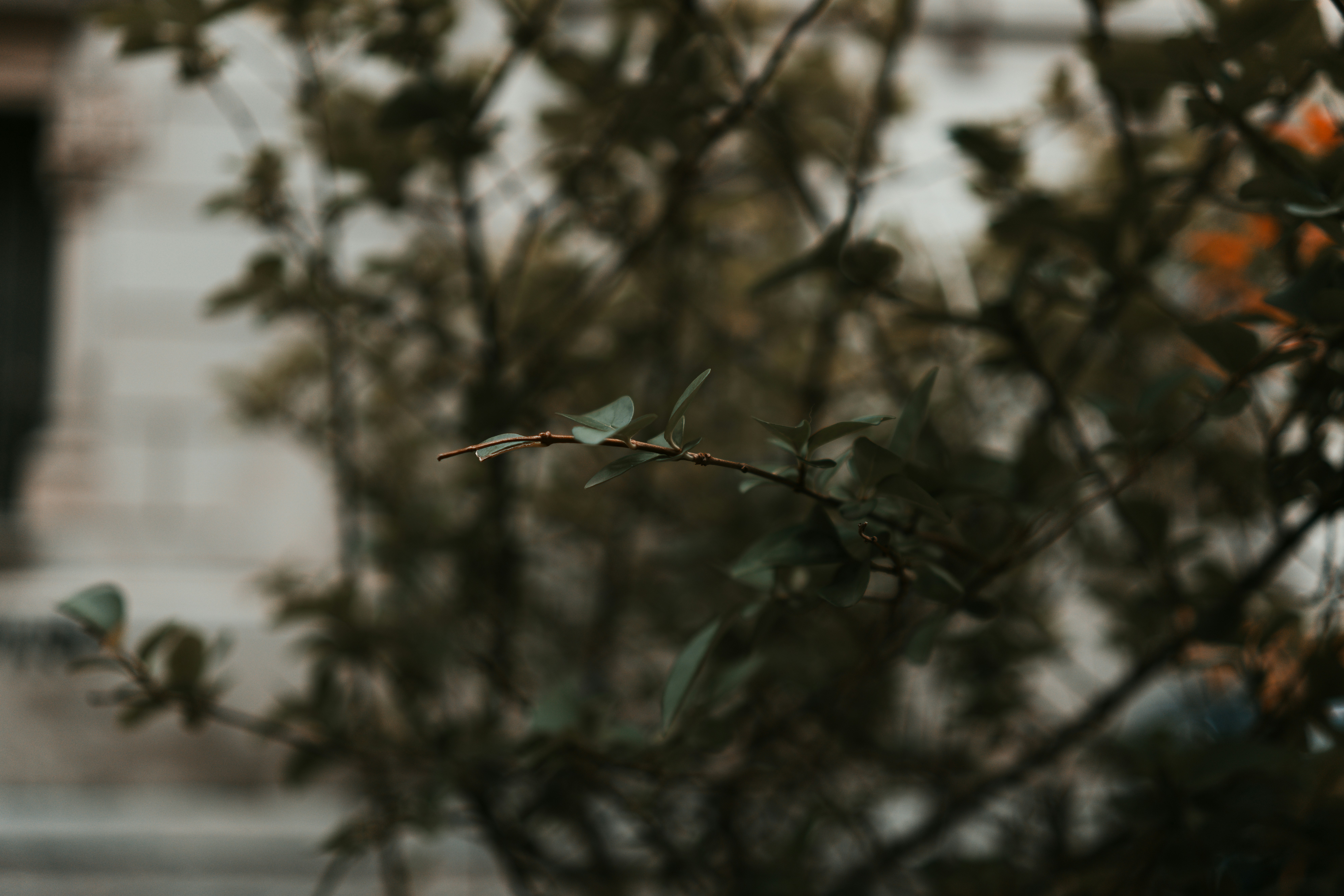 Photo by Pauline Iakovleva with Sony Alpha 7R II