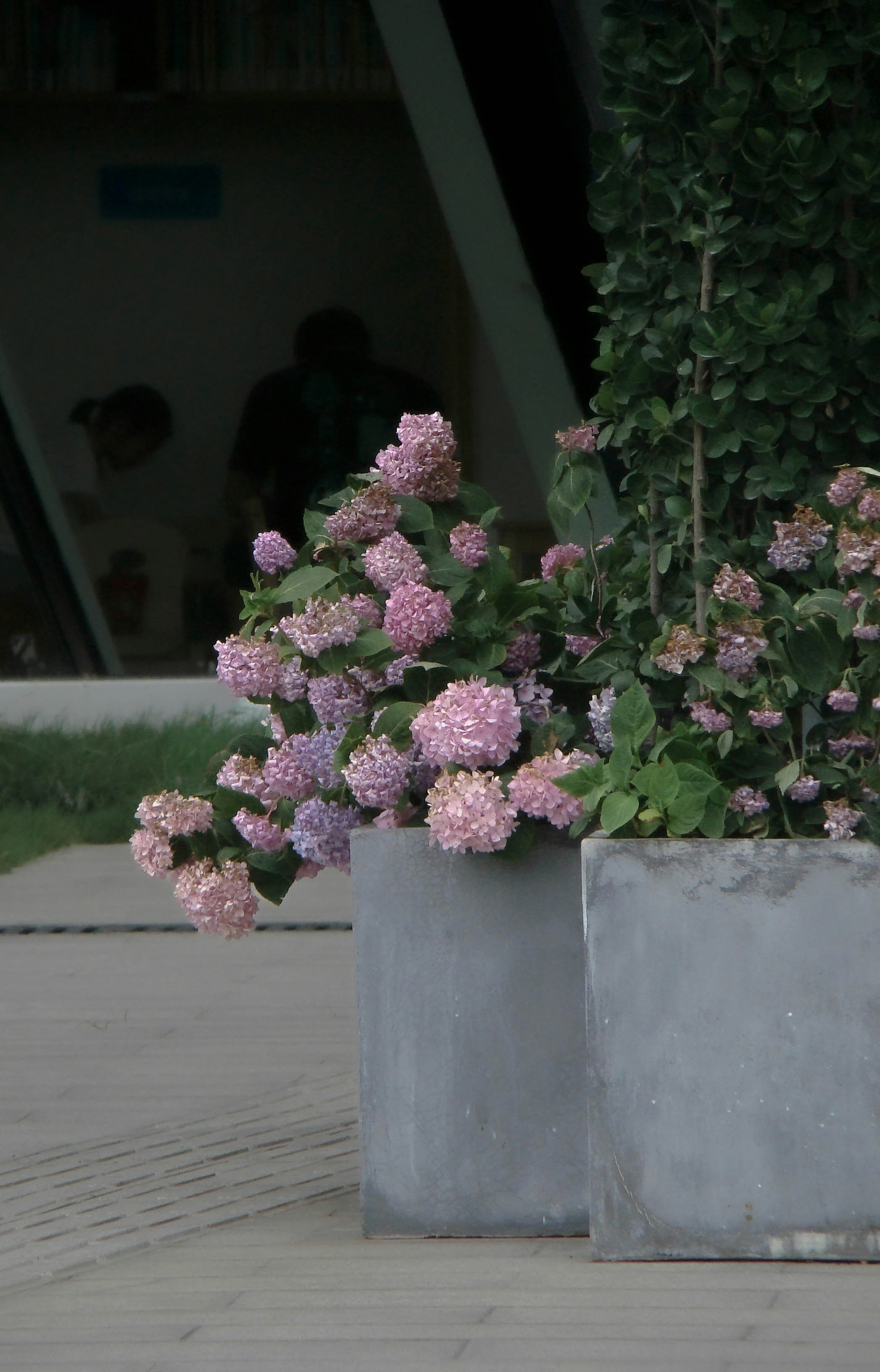 Photo by Yanping Ma with Sony Cyber-shot H9