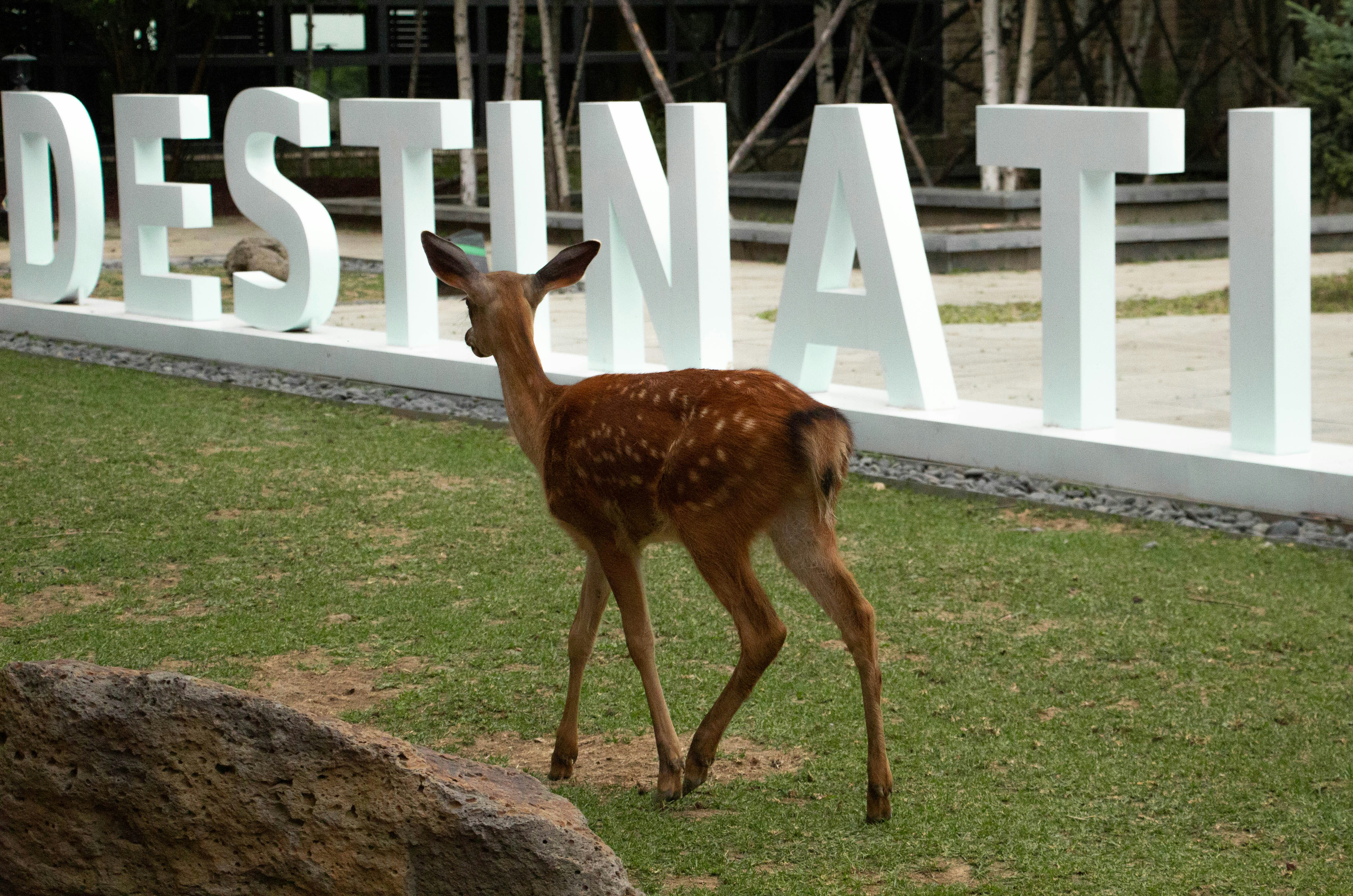 Whitetail Pause Before the Destiny Letters