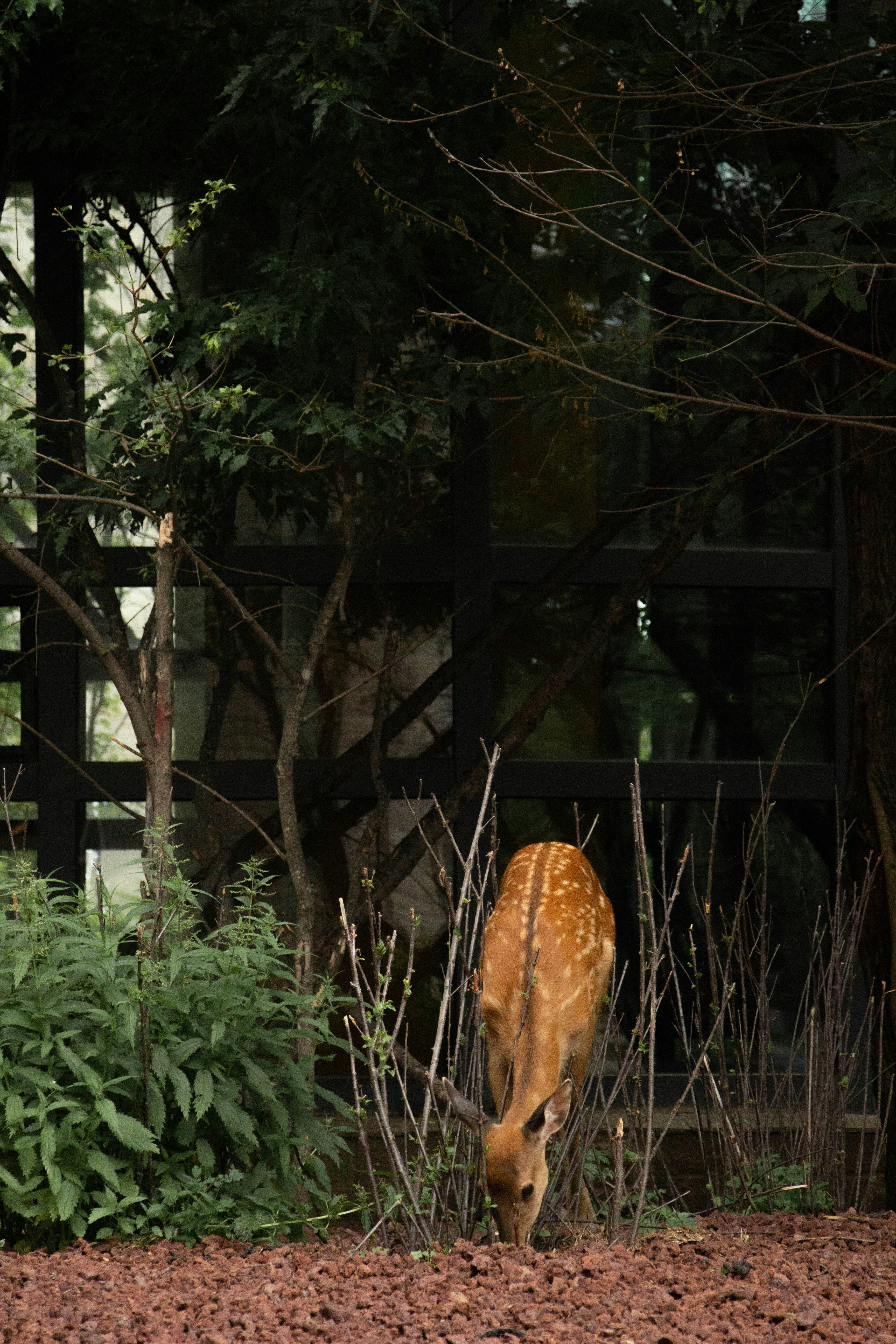 Dappled Fawn at the Garden's Shadowed Facade