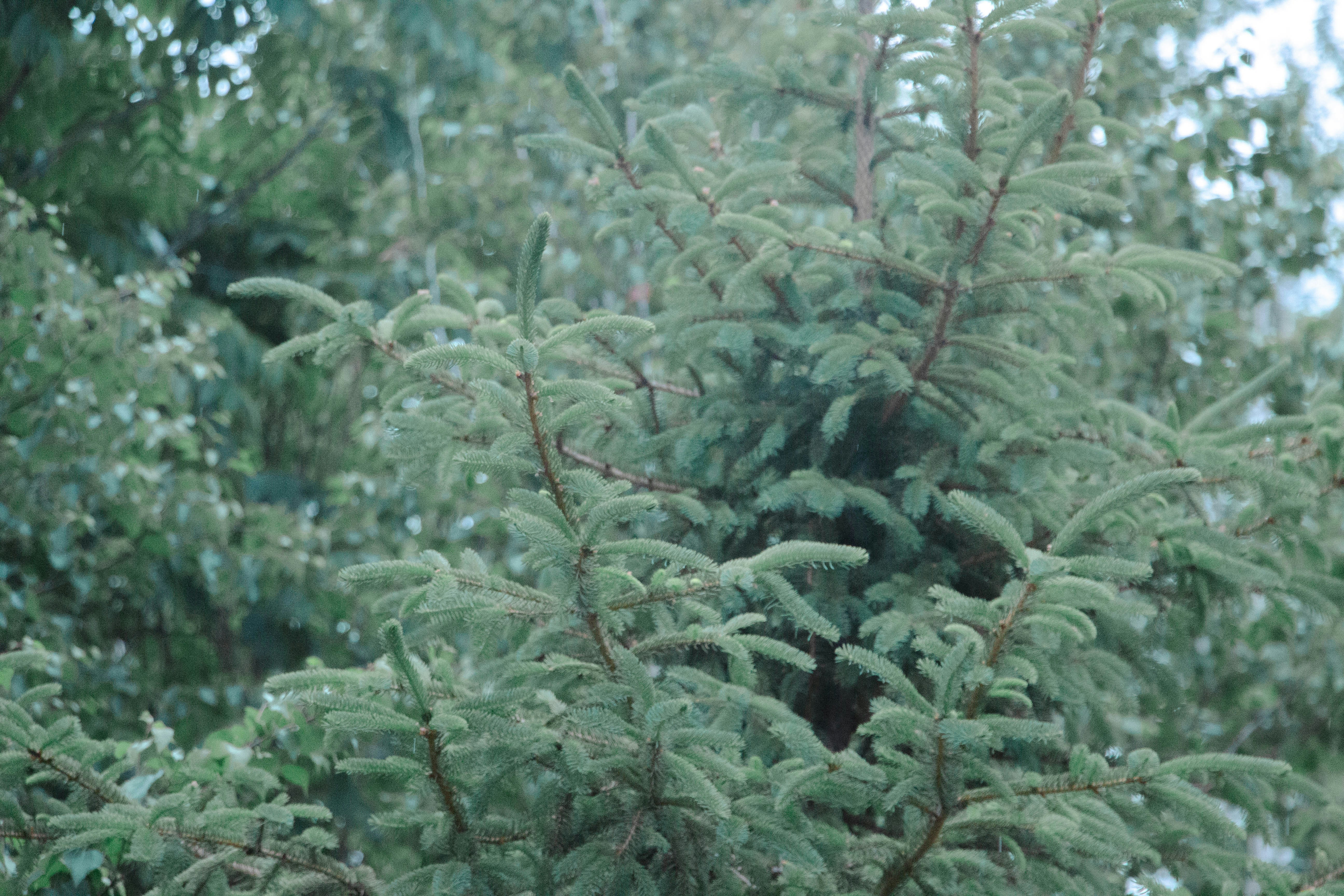 Photo by Yanping Ma with Canon EOS 700D