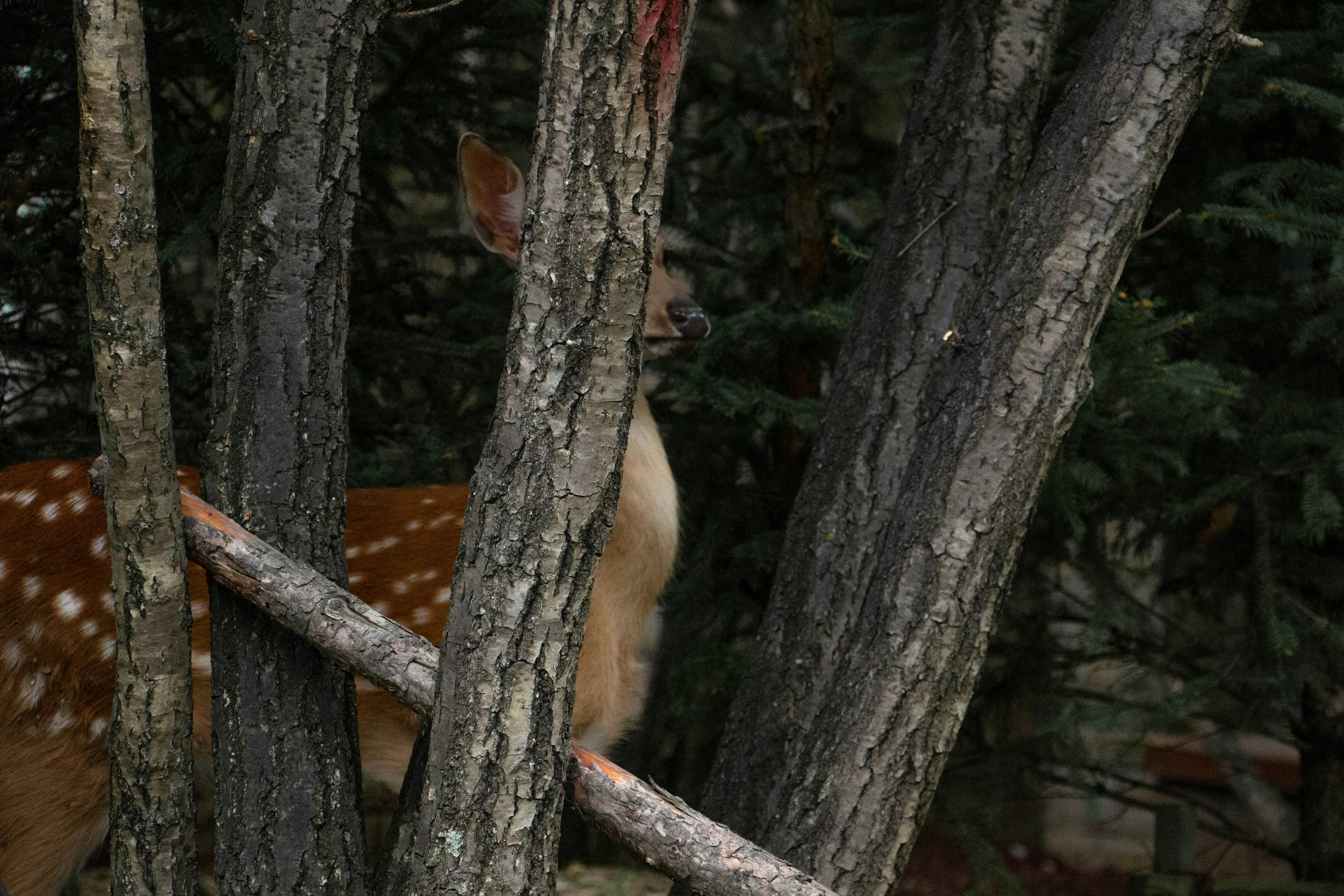 Forest Stalker: A Deer Peeks Through the Pines