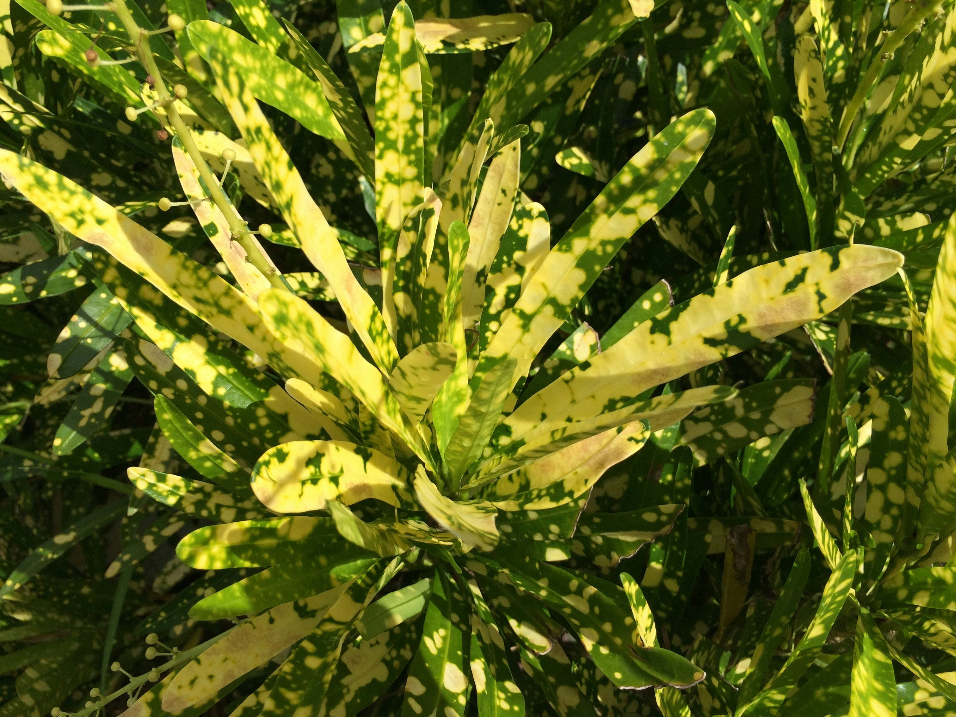 Sunlit variegation: a close-up study of lime-and-cream tropical leaves