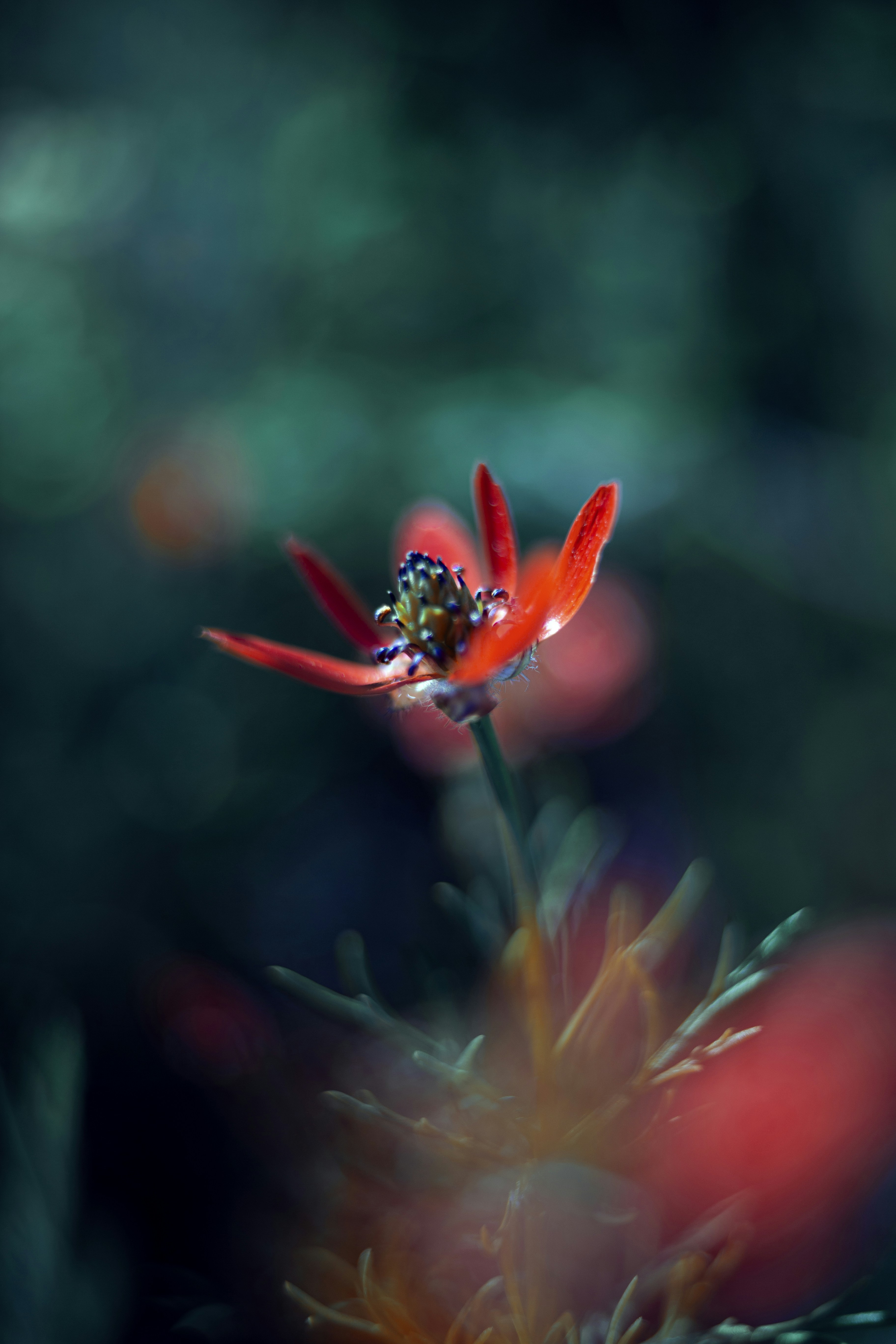 Crimson Bloom in Velvet Blur