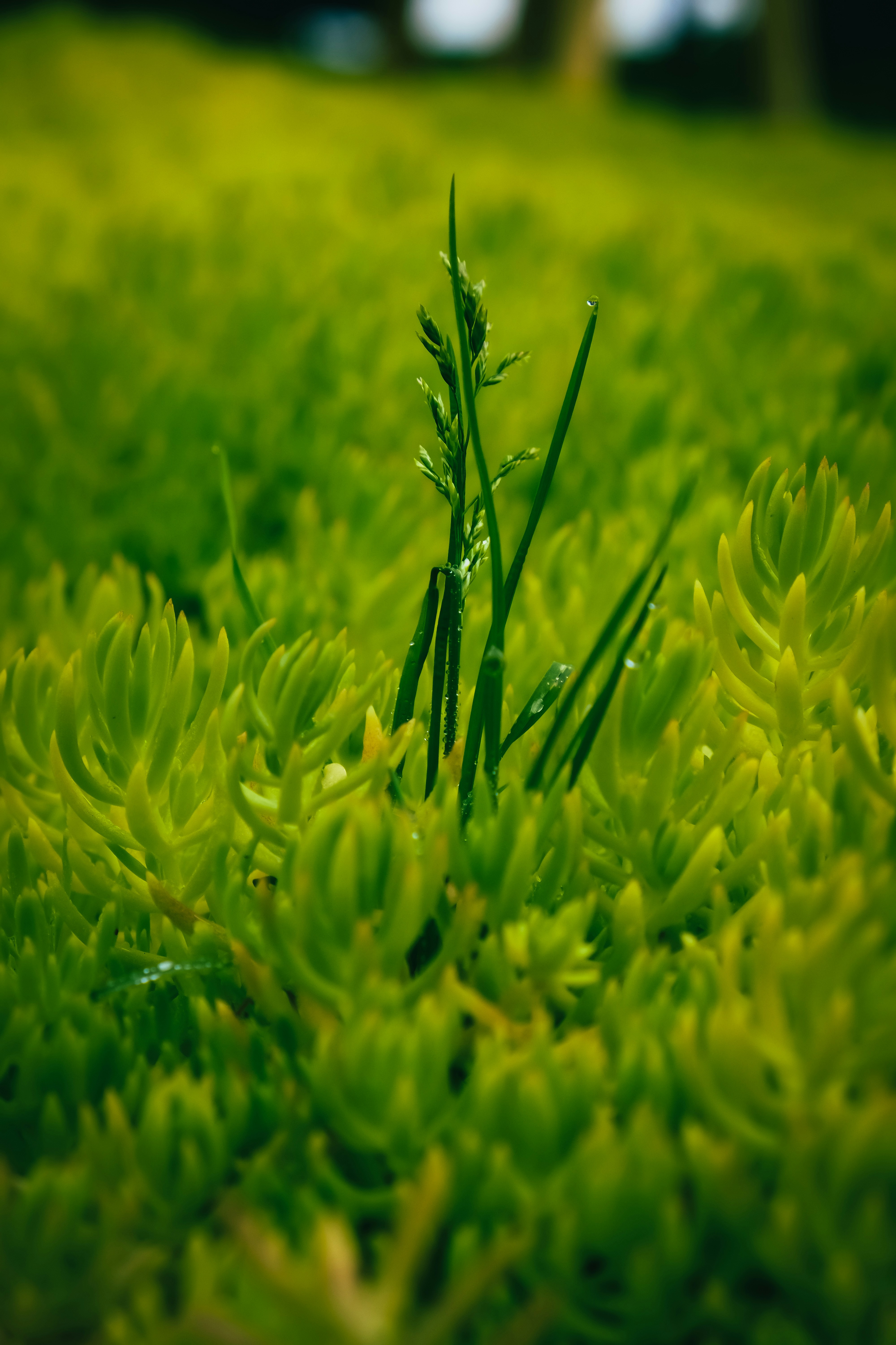 Photo by Chris Do with Fujifilm X-E3