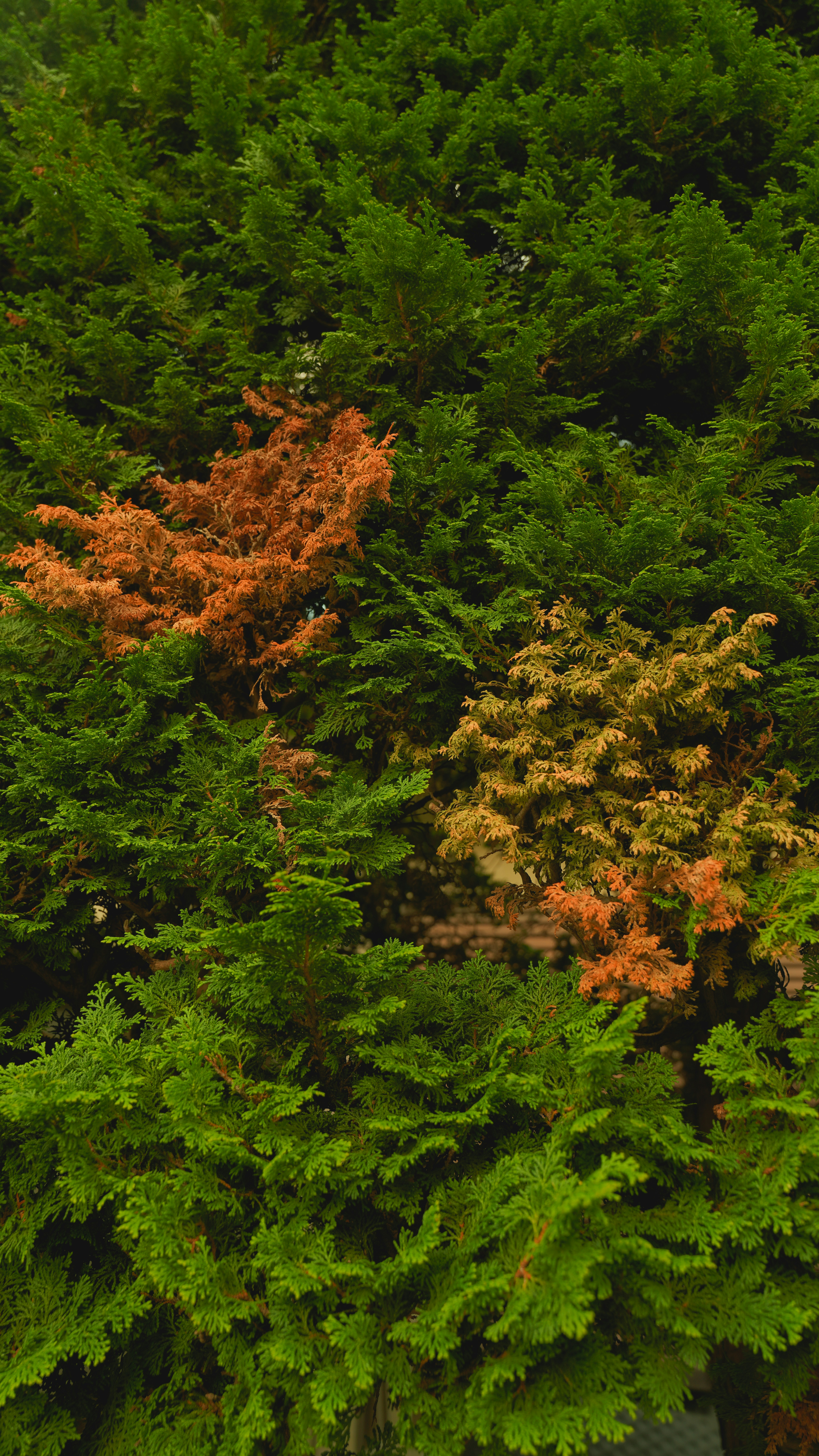 Emerald Canopy With Autumn Ember Patches