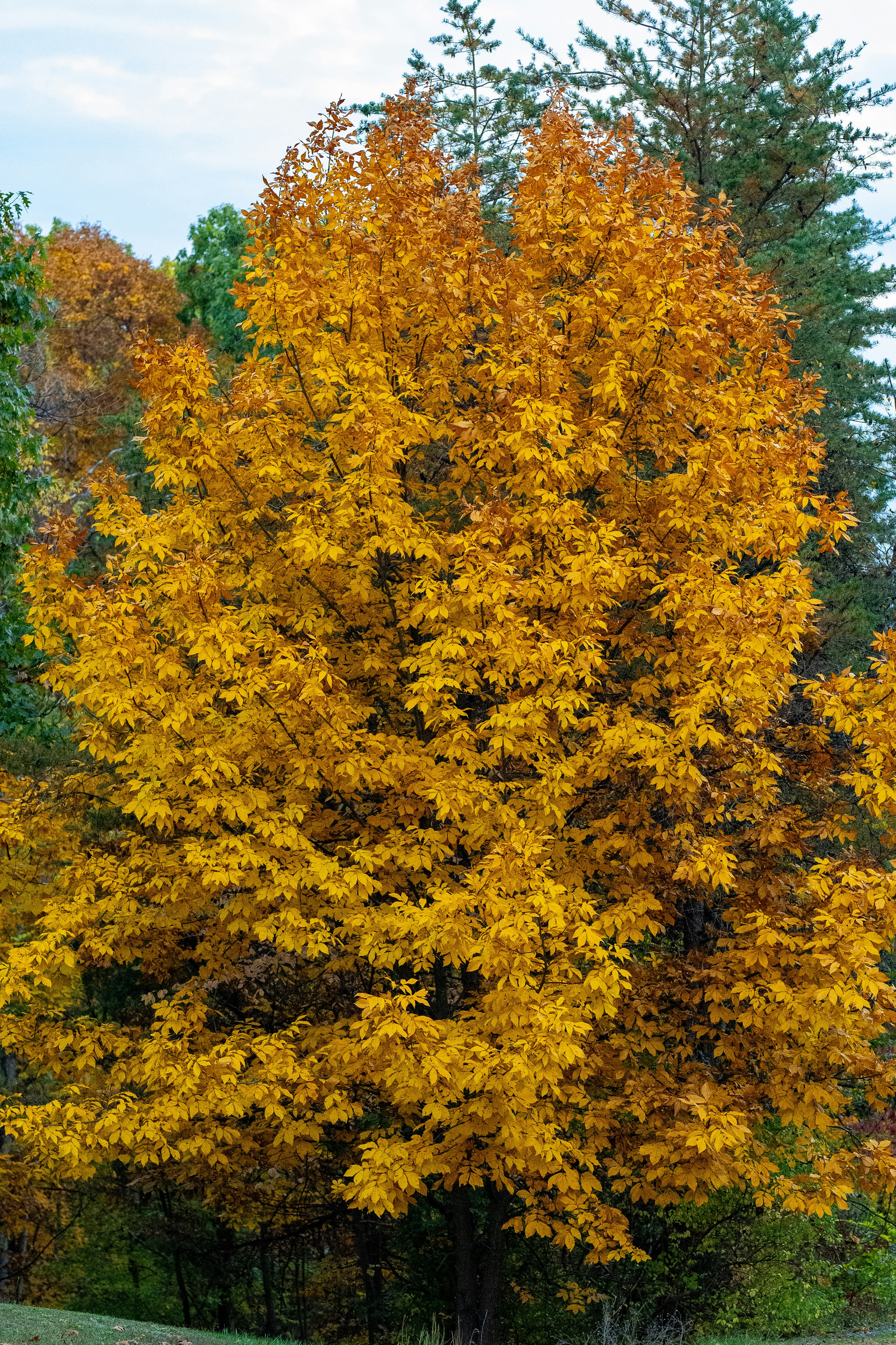 A large yellow tree in the middle of a forest photo – Free Tree Image ...
