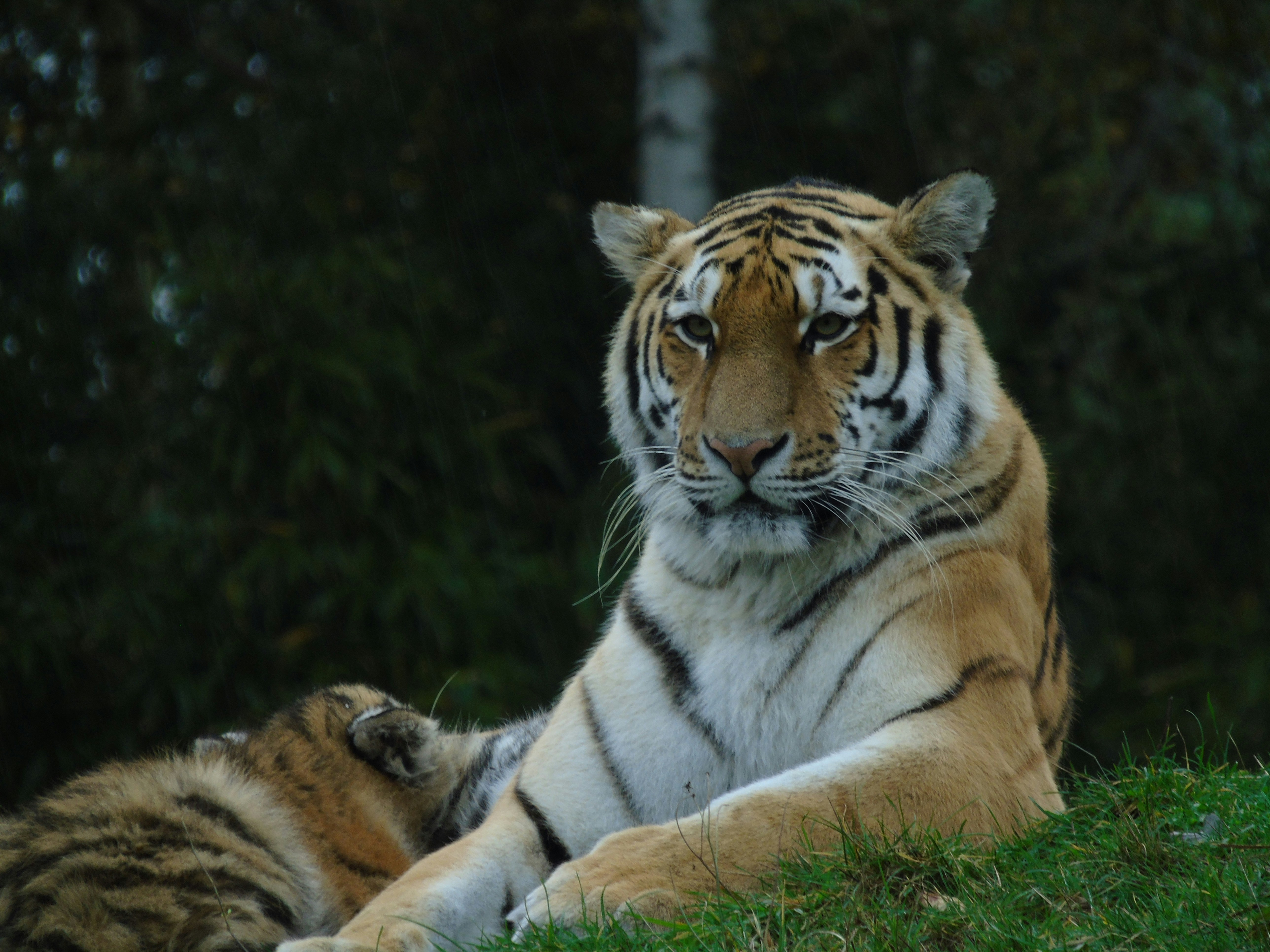 Quiet Guardian on the Grassy Edge: A Tiger and Cub Resting