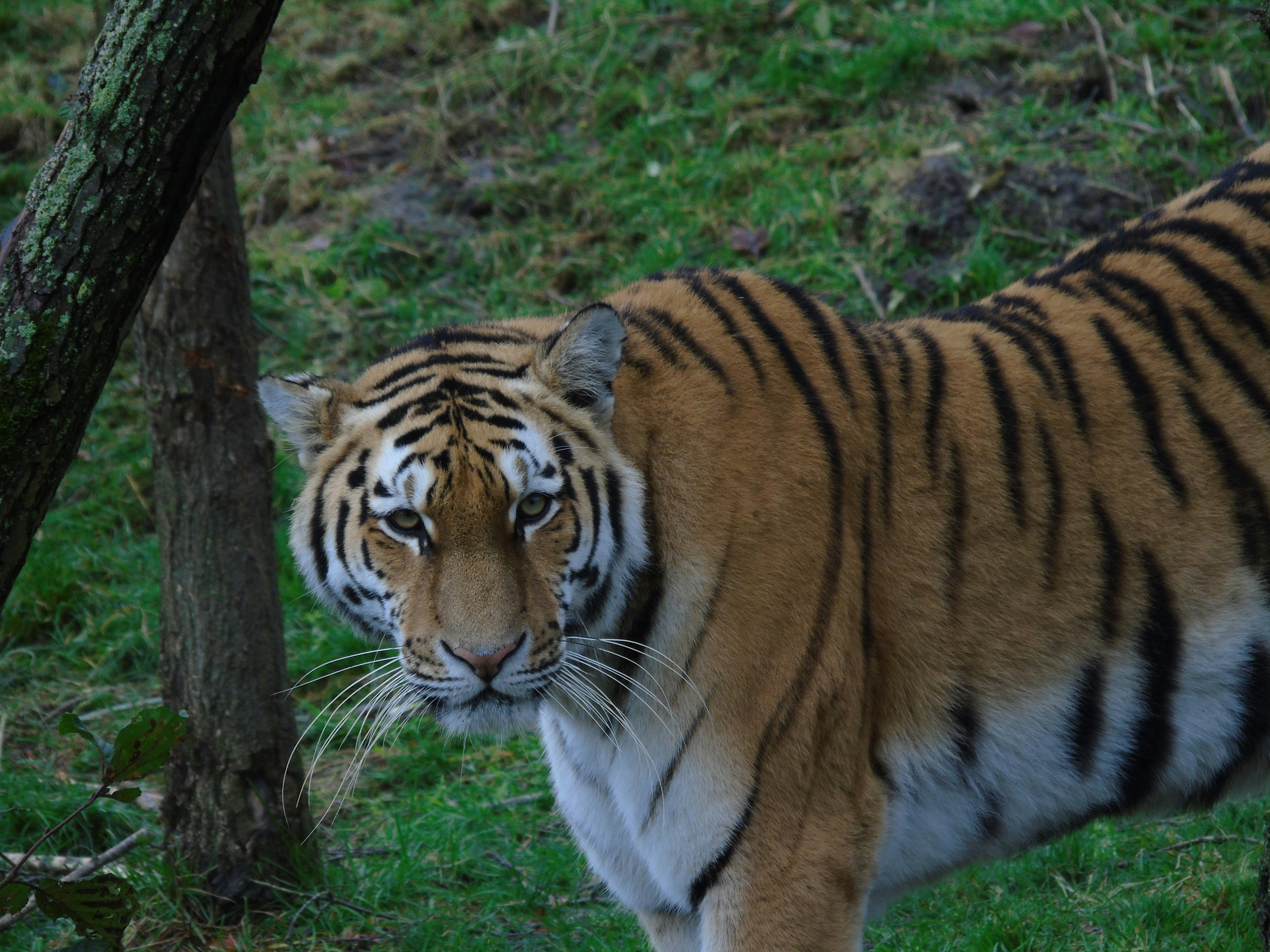 A tiger standing in a grassy area next to a tree photo – Free Animal ...