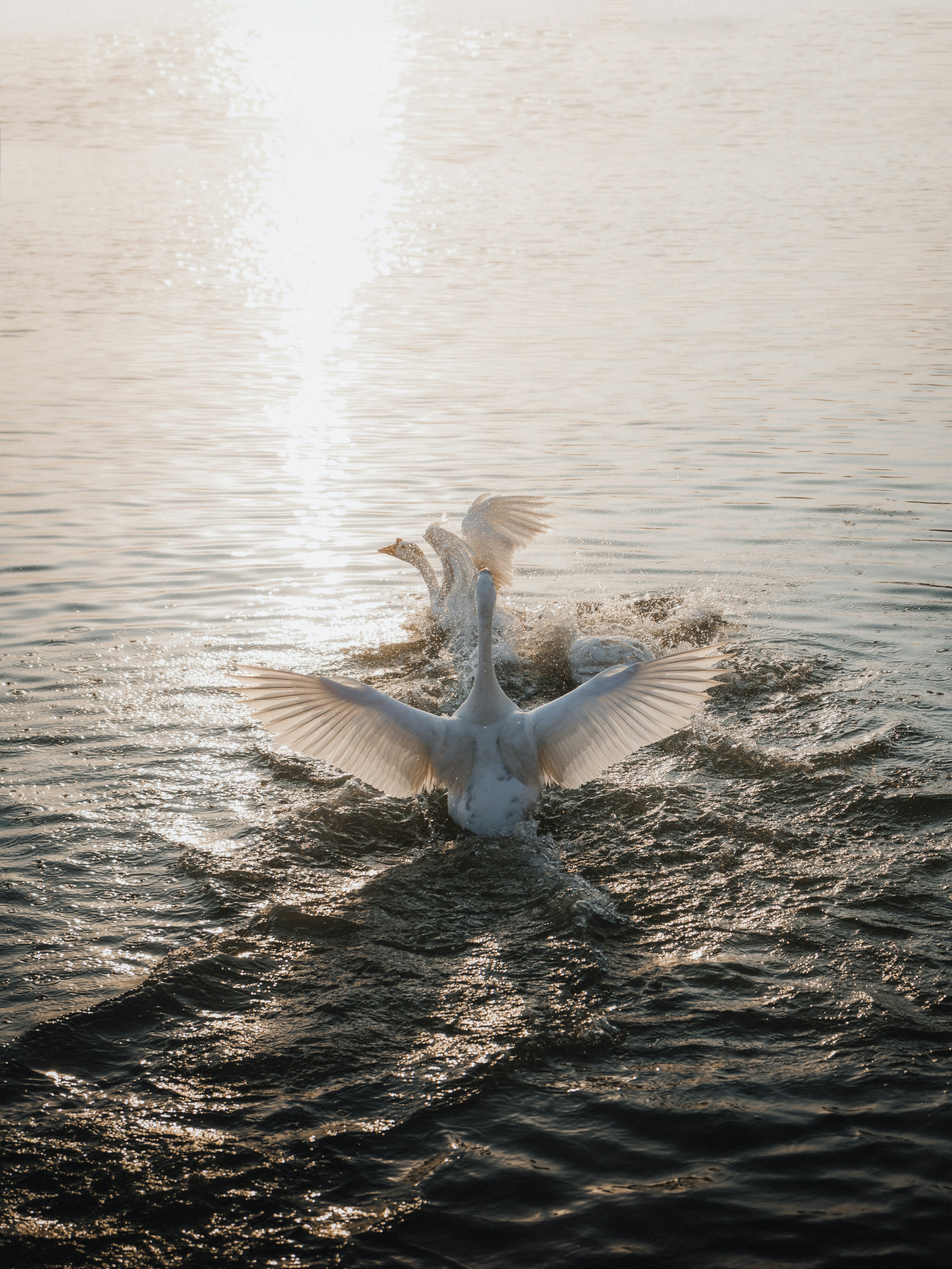 A large white bird flying over a body of water photo – Free Animal ...