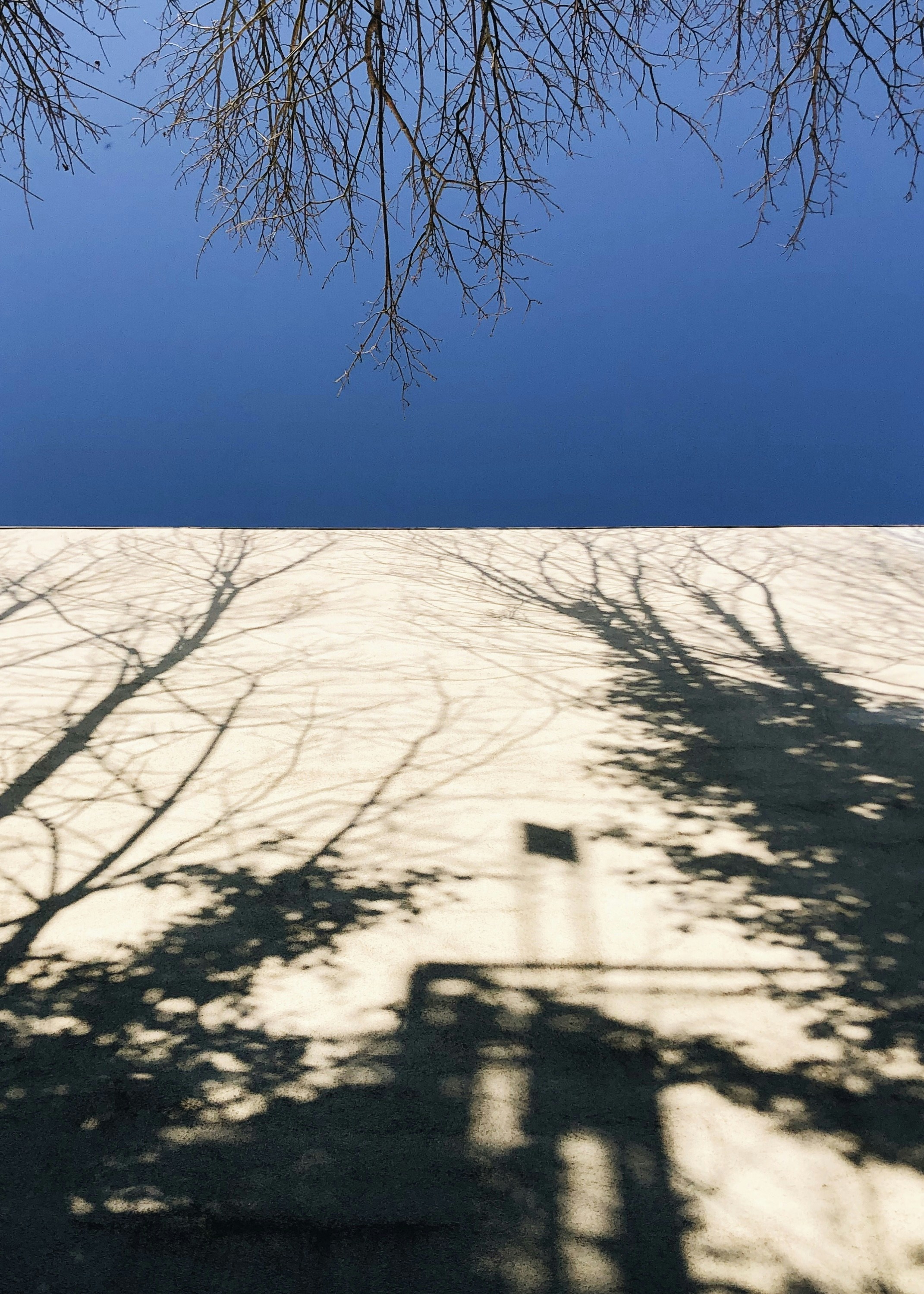 The shadow of a tree on the ground photo – Free London Image on Unsplash