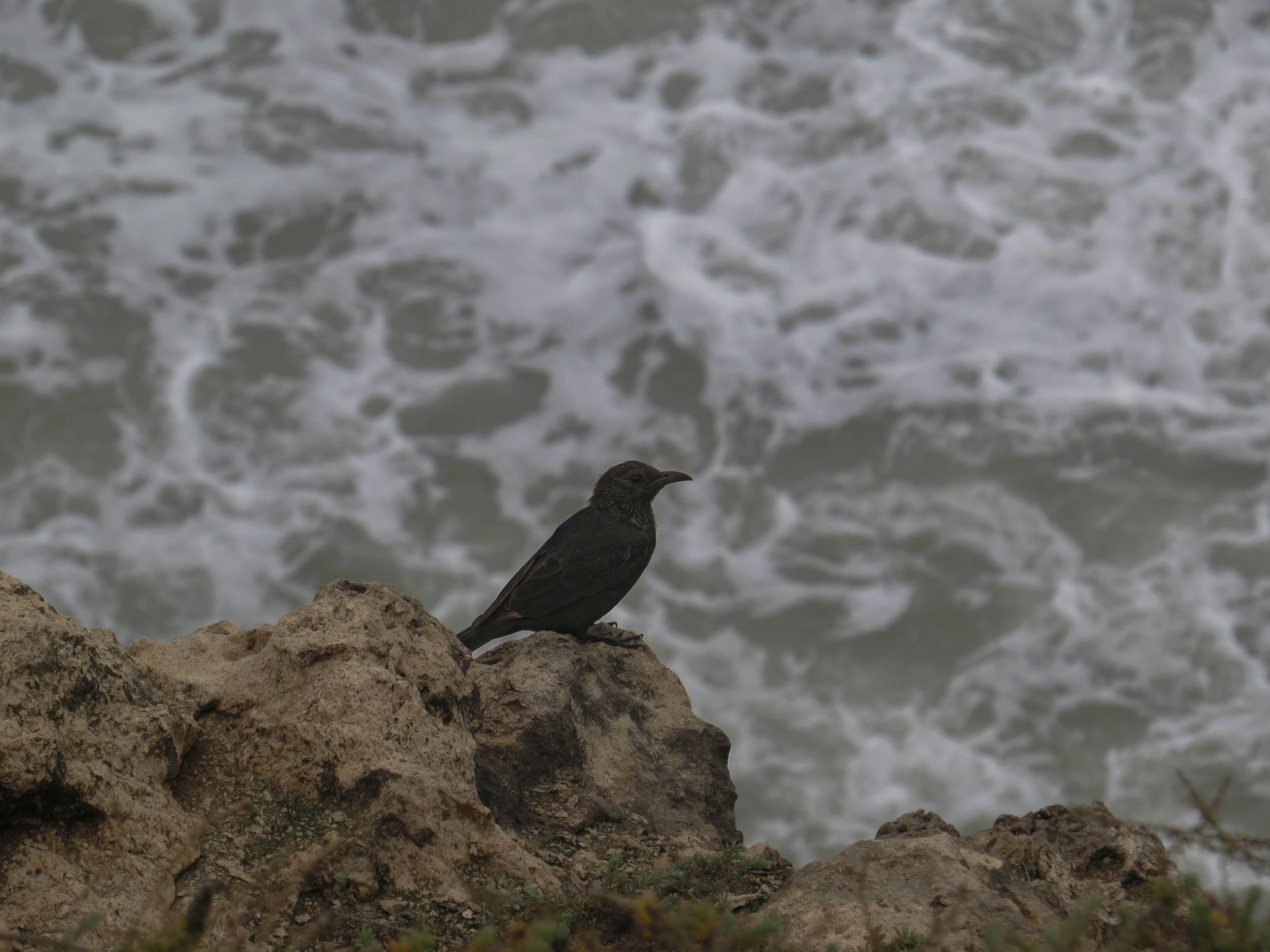 A solitary bird perched on a rocky outcrop, overlooking the tumultuous waves of the ocean below.