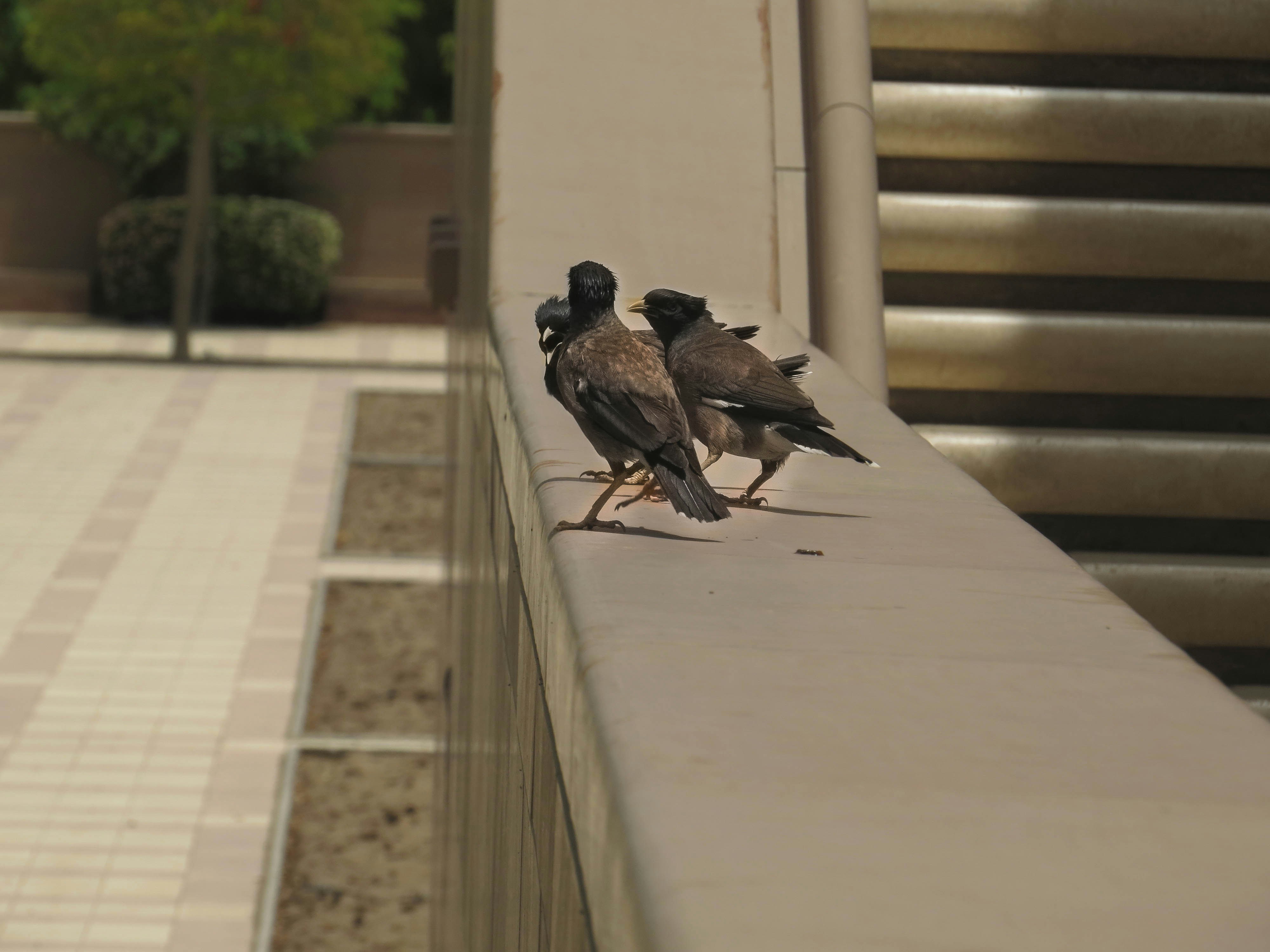 Conversations on a Concrete Ledge: Pigeons in Afternoon Light