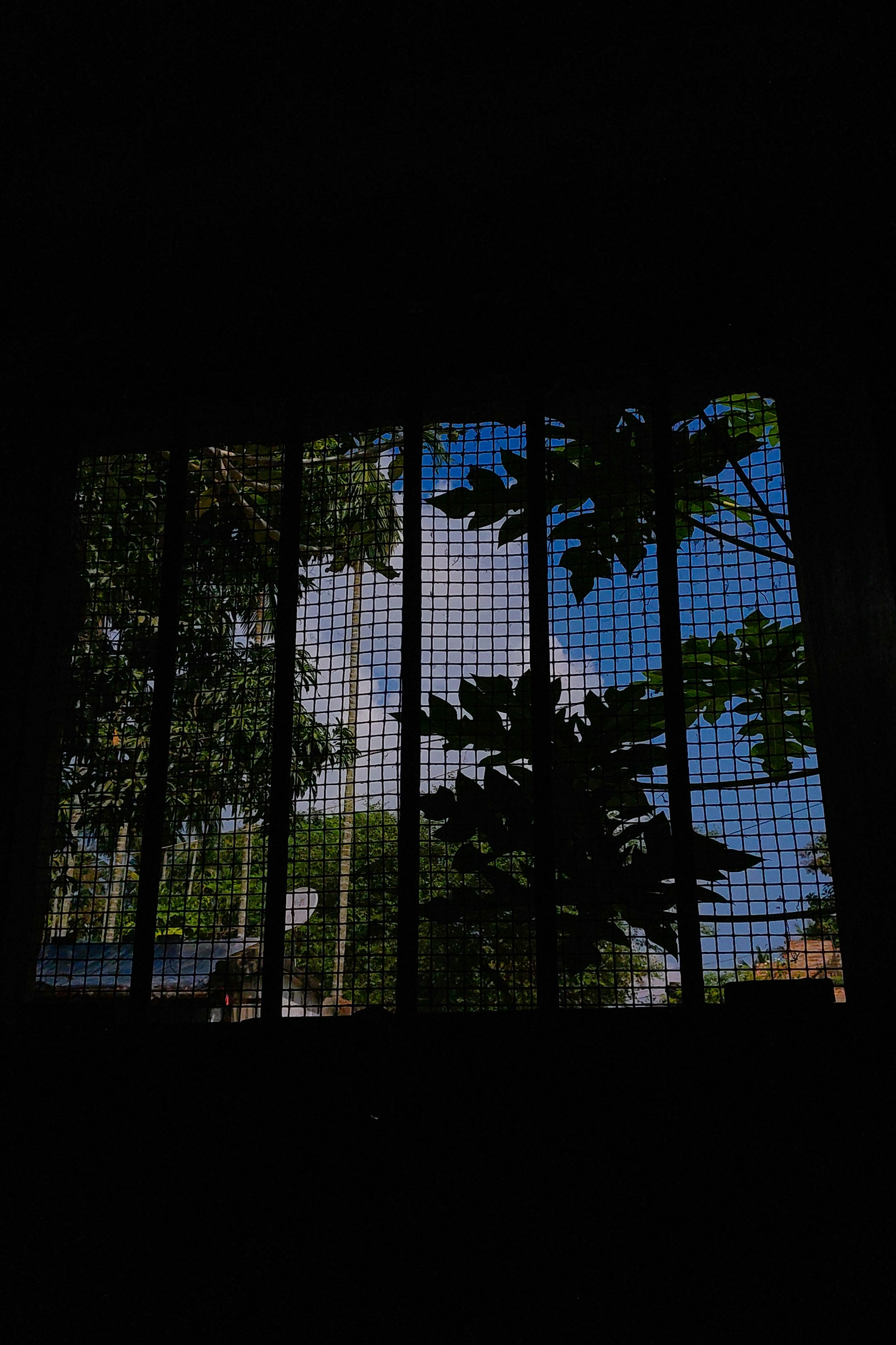 Dark interior frames a grated window exposing blue sky and leafy branches outside—a photograph.
