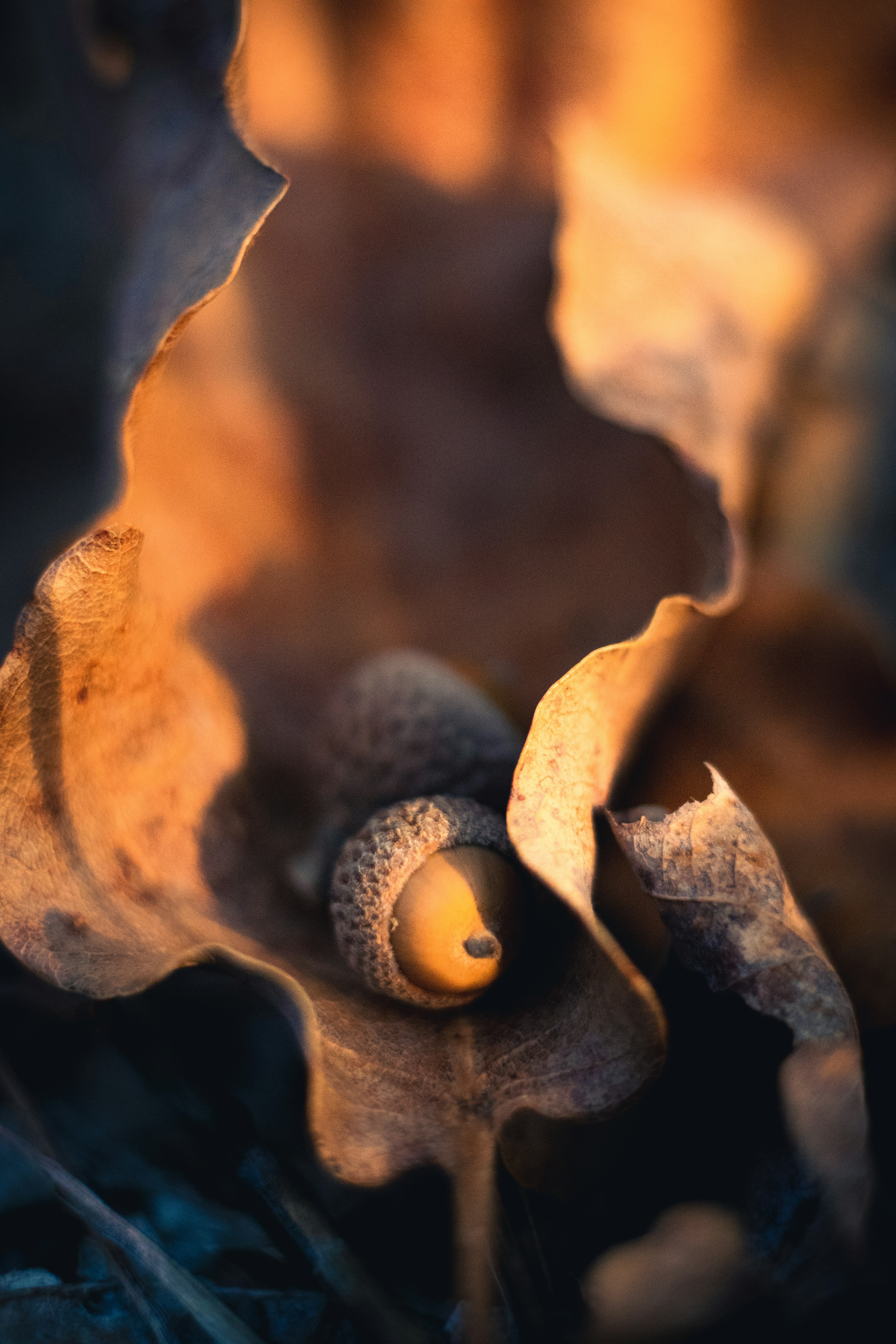 Seed Pod in a Quiet Garden of Flame and Shadow