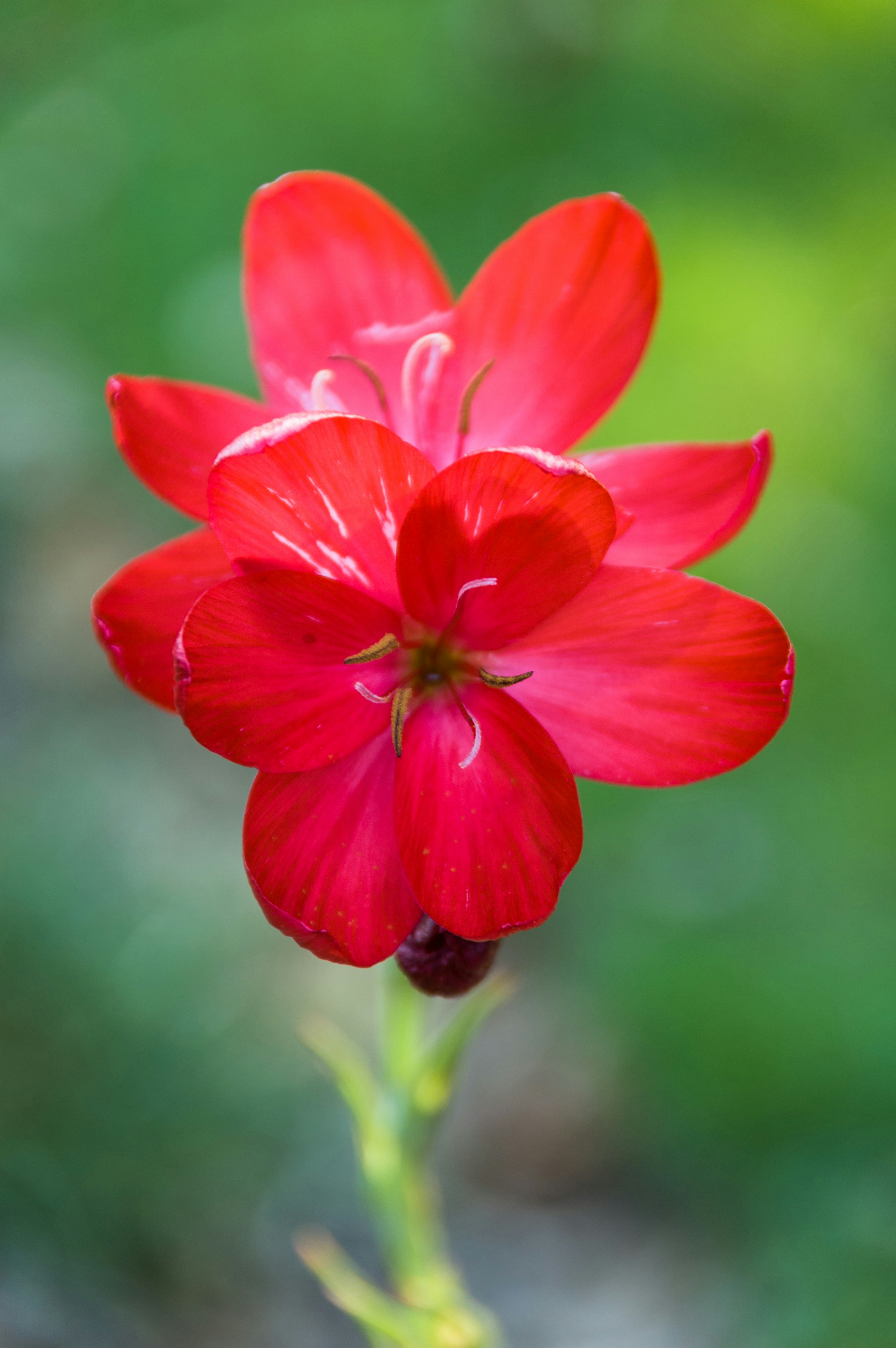 750+ Red Flowers Pictures | Download Free Images on Unsplash