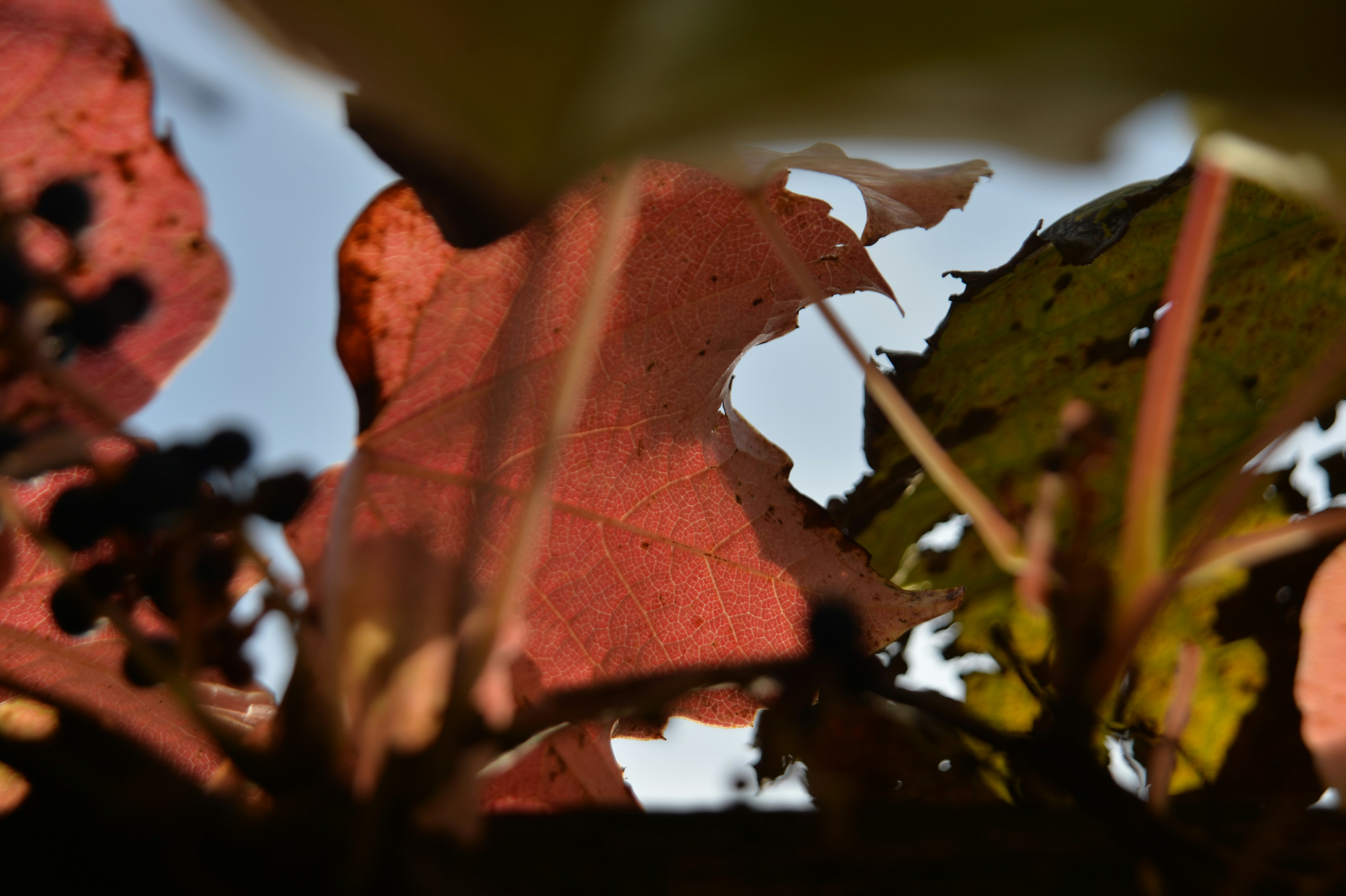 Autumn Leaflet: A Sunlit Leaf Frame in Depth
