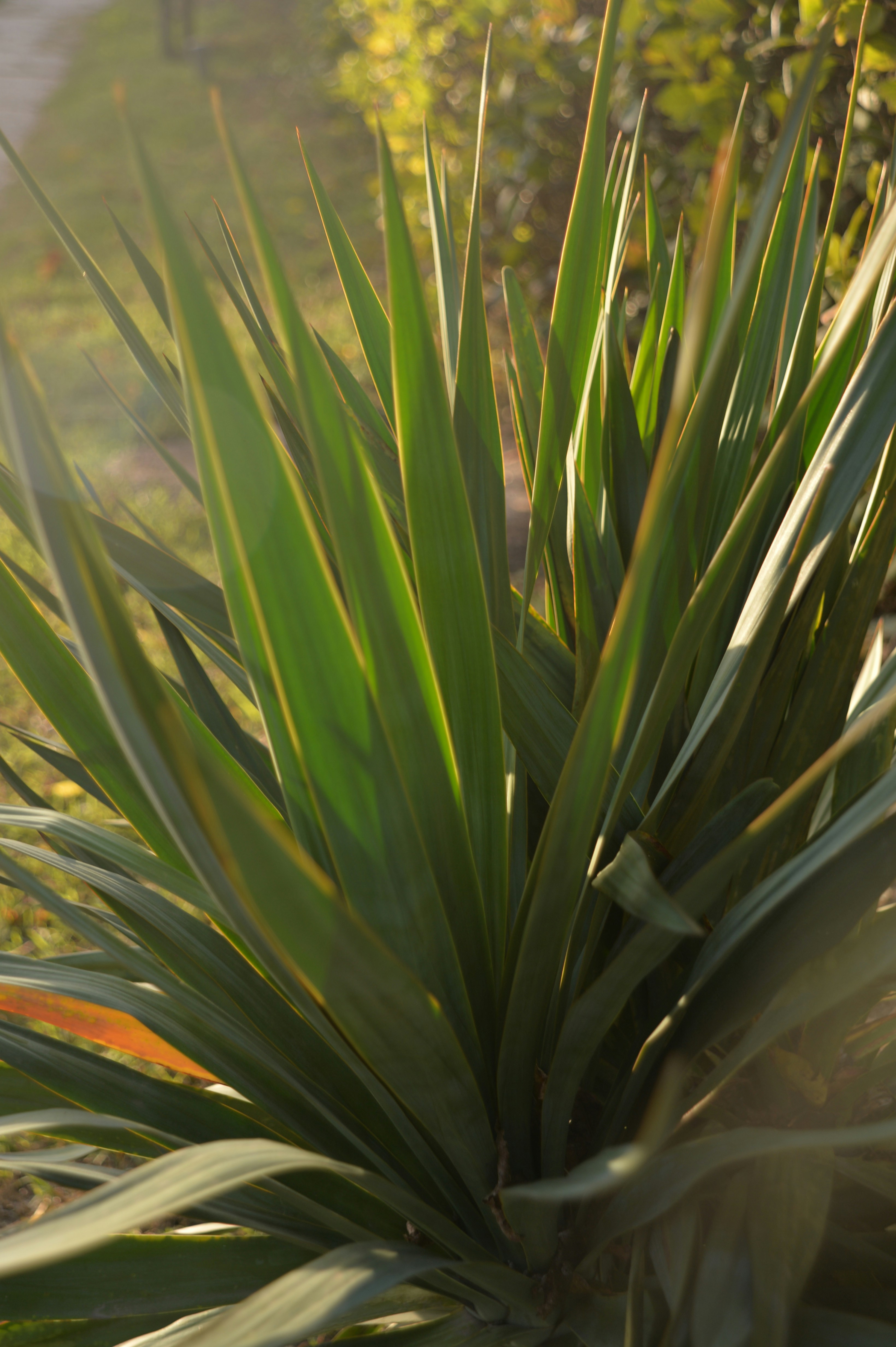 Close-up of a lush plant with long, slender leaves basking in warm sunlight, showcasing nature's intricate details.