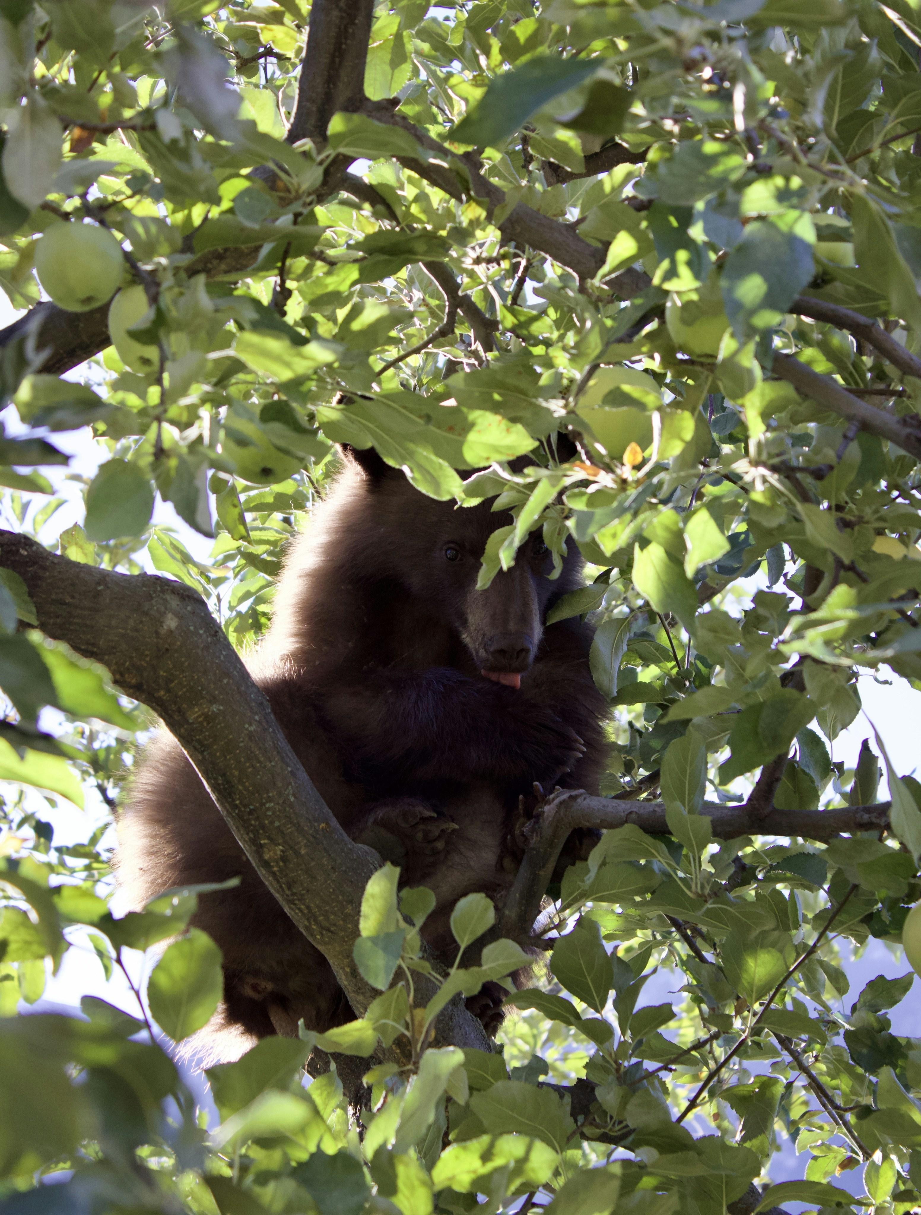 Bear Cub in a Sunlit Canopy: Quiet Curiosity Among Green Leaves