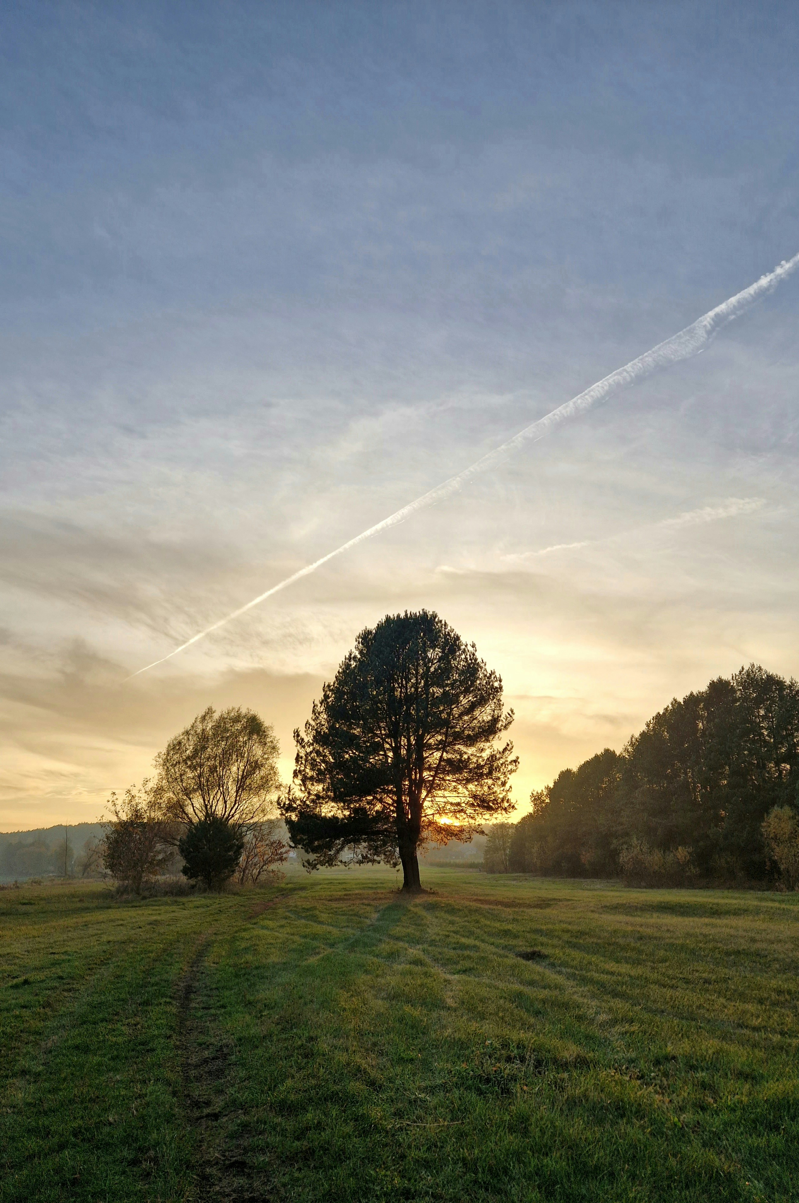 Solitary Tree at Golden Hour: A Quiet Field Under a Sky Cleaved by a Contrail