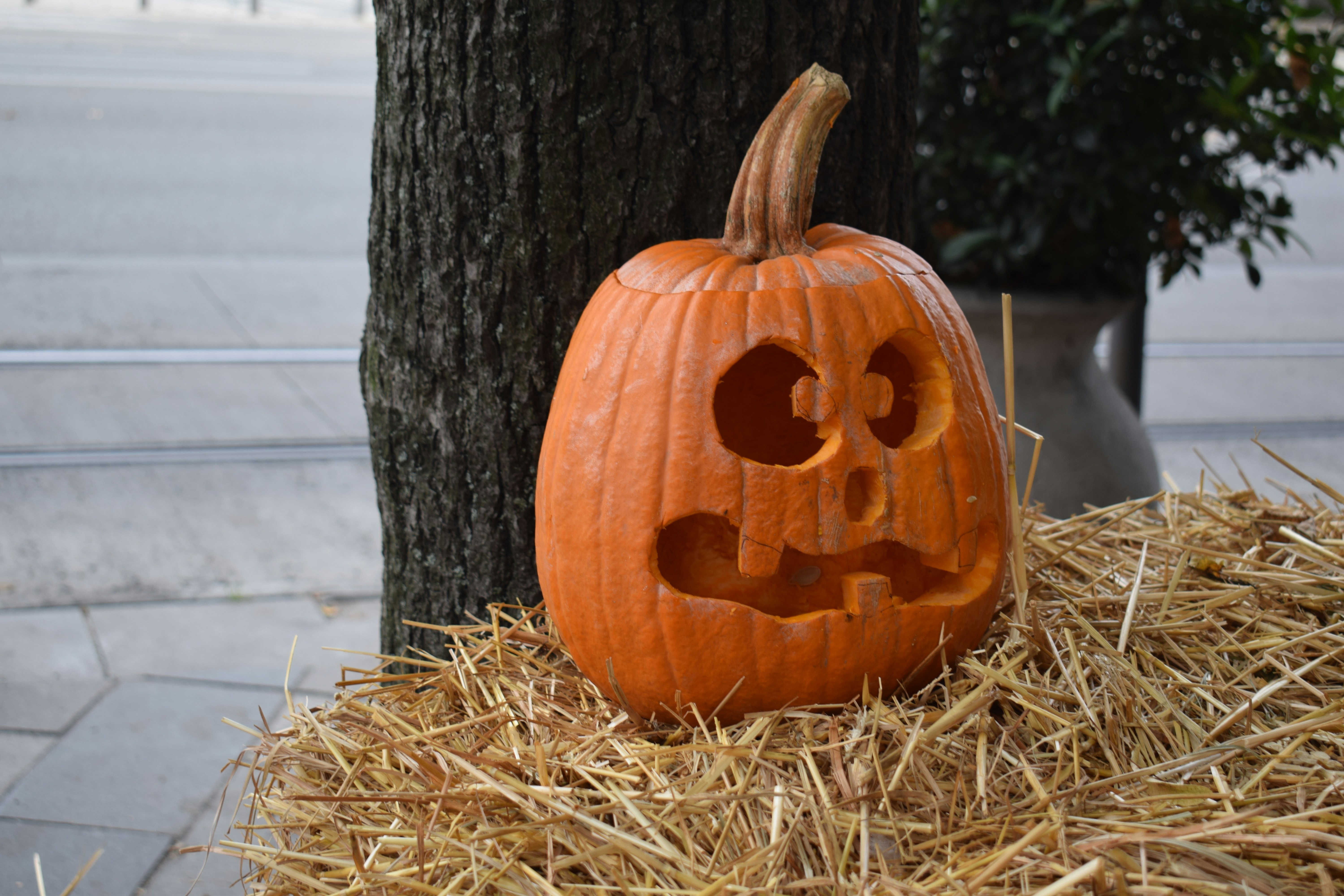 Carved Pumpkin on Straw Bed by the Street